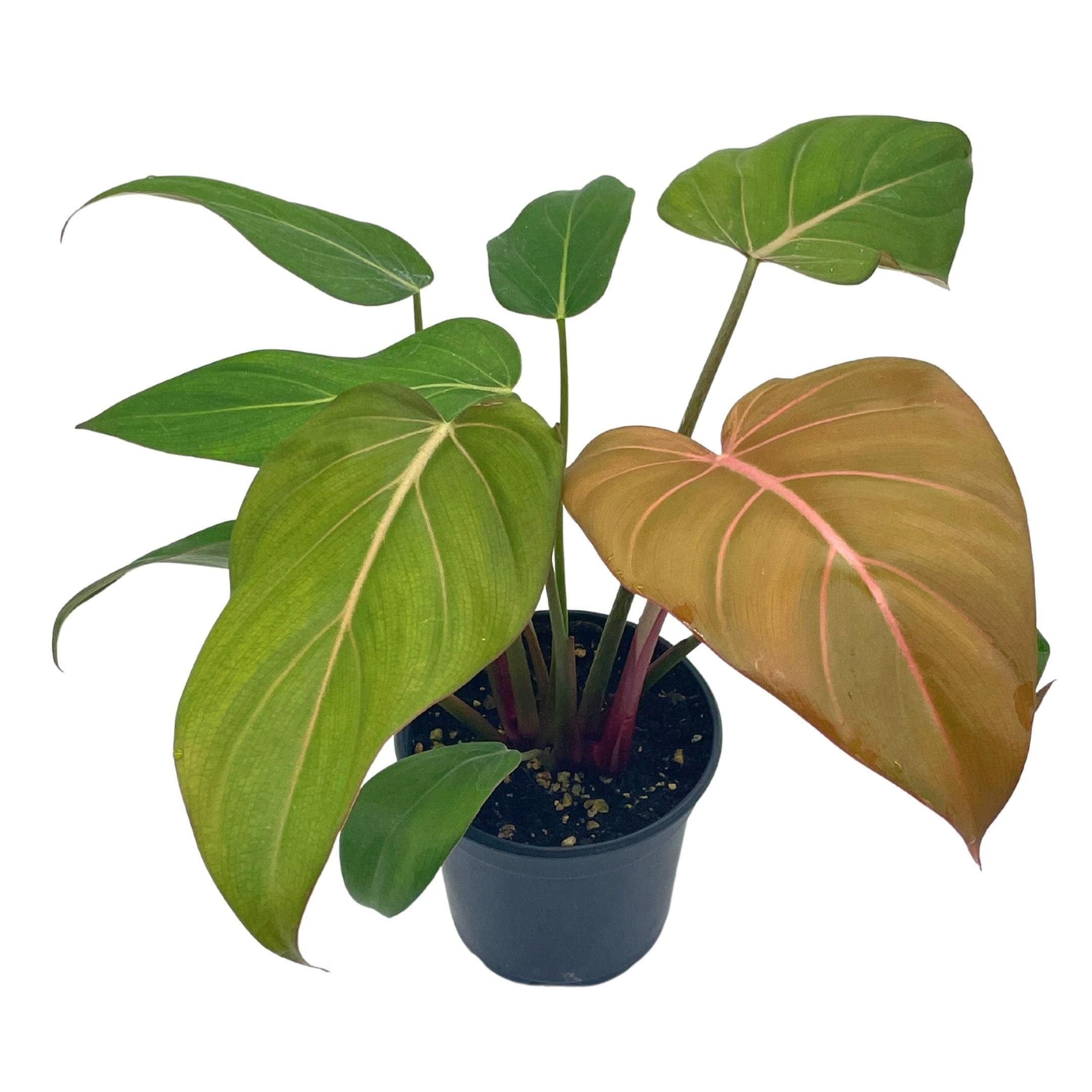 Philodendron Summer Glory, Gloriosum x Mccolleys Red Hybrid, 4-Inch ...