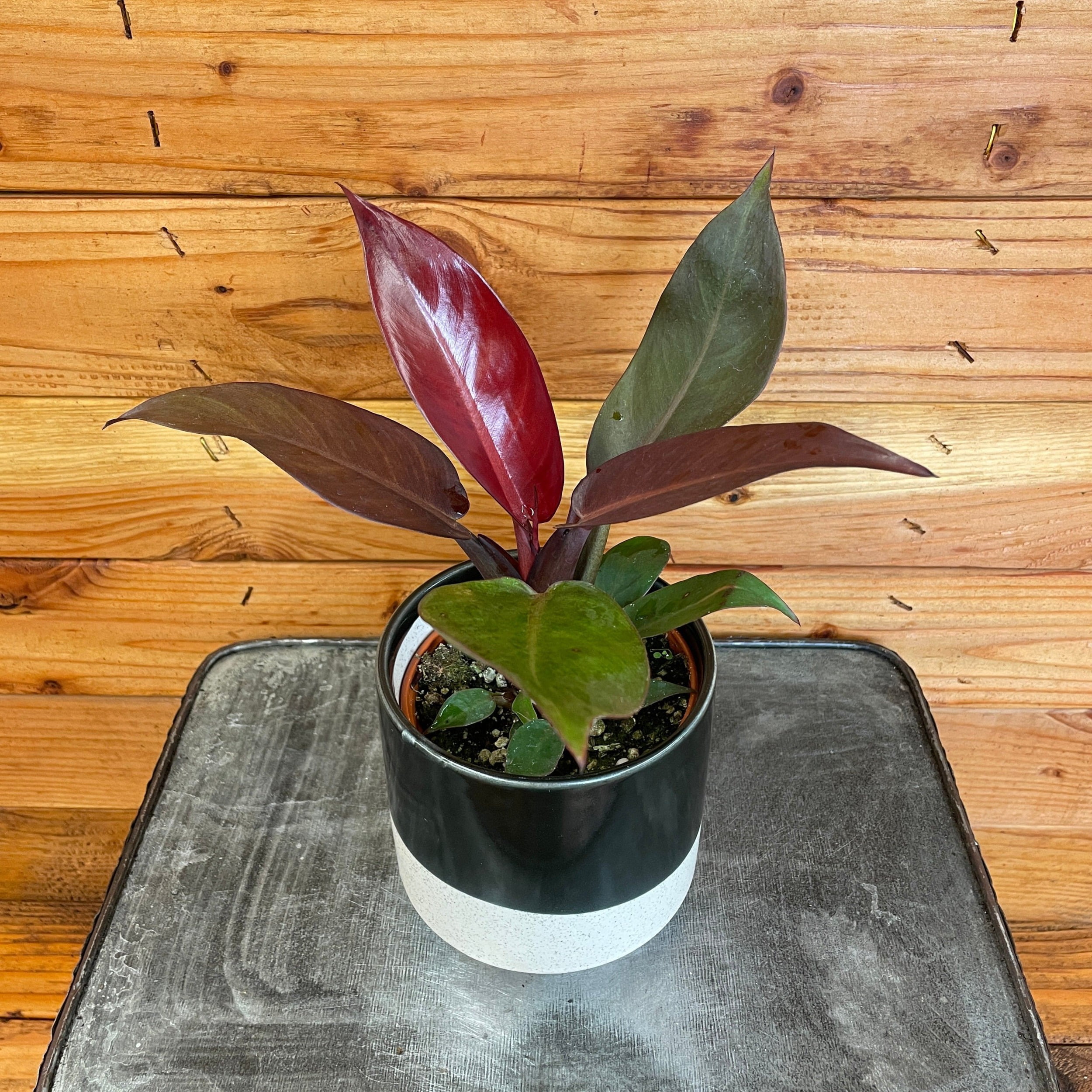 Philodendron Red