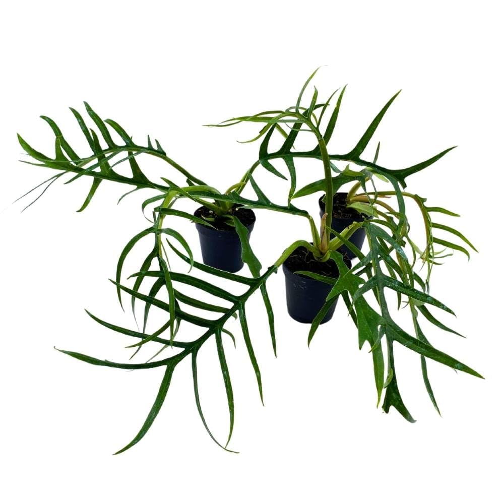 Philodendron Tortum 2 inch Set of 3 Corkscrew Philo Elegans ...