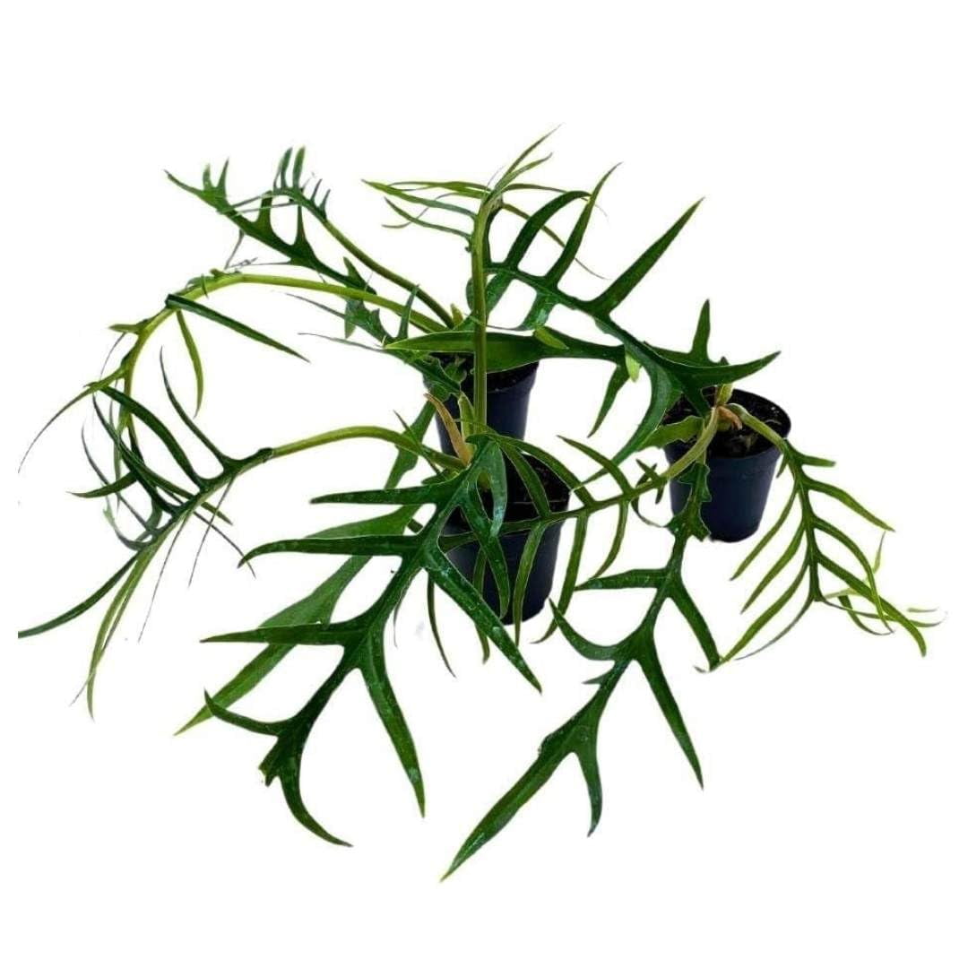 Philodendron Tortum 2 inch Set of 3 Corkscrew Philo Elegans ...