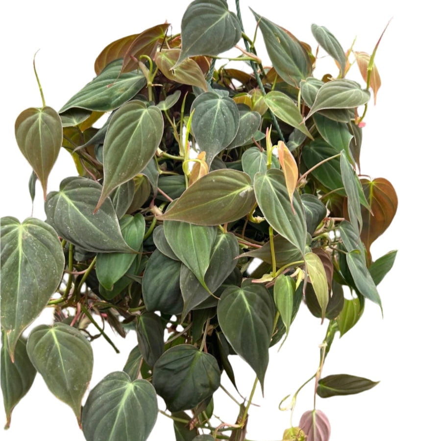 Philodendron 'Velvet' - Walmart.com