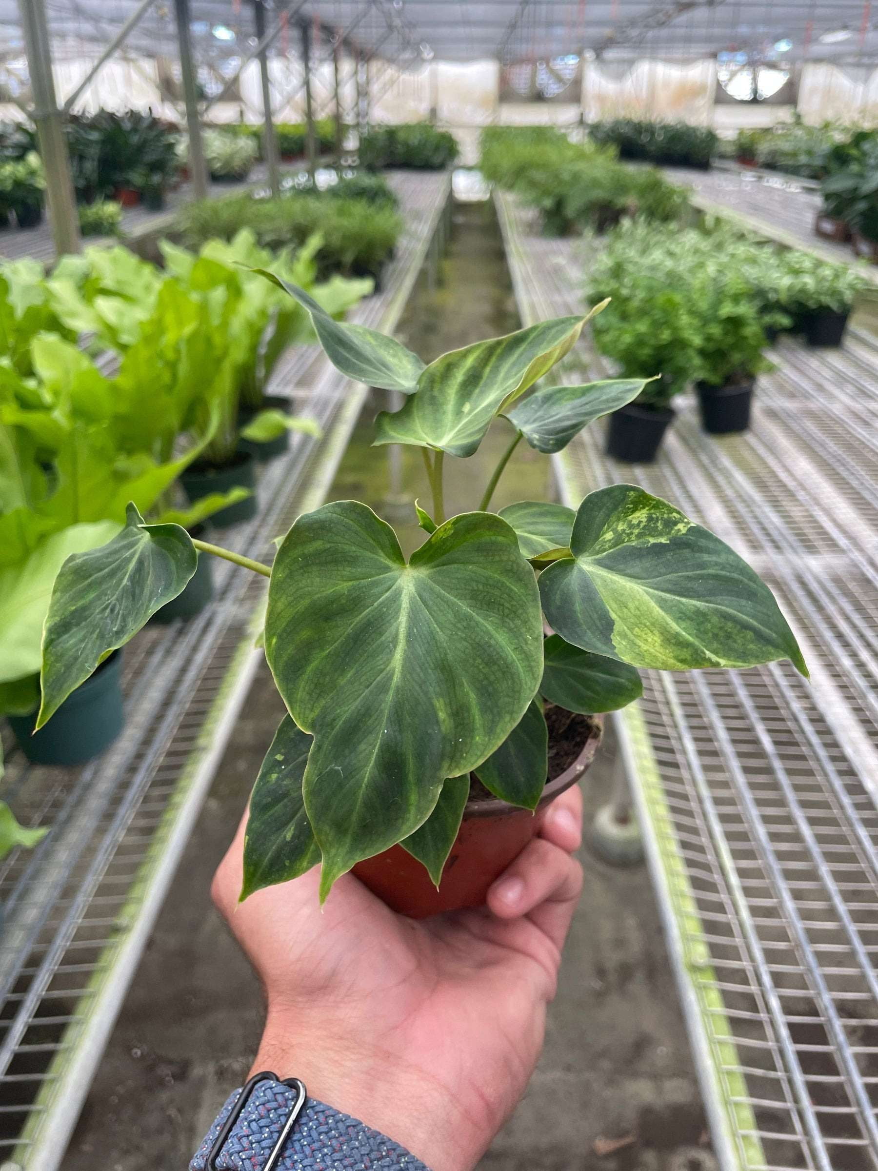 Philodendron Verrucosum Live Plant for Indoor | Different Houseplants ...