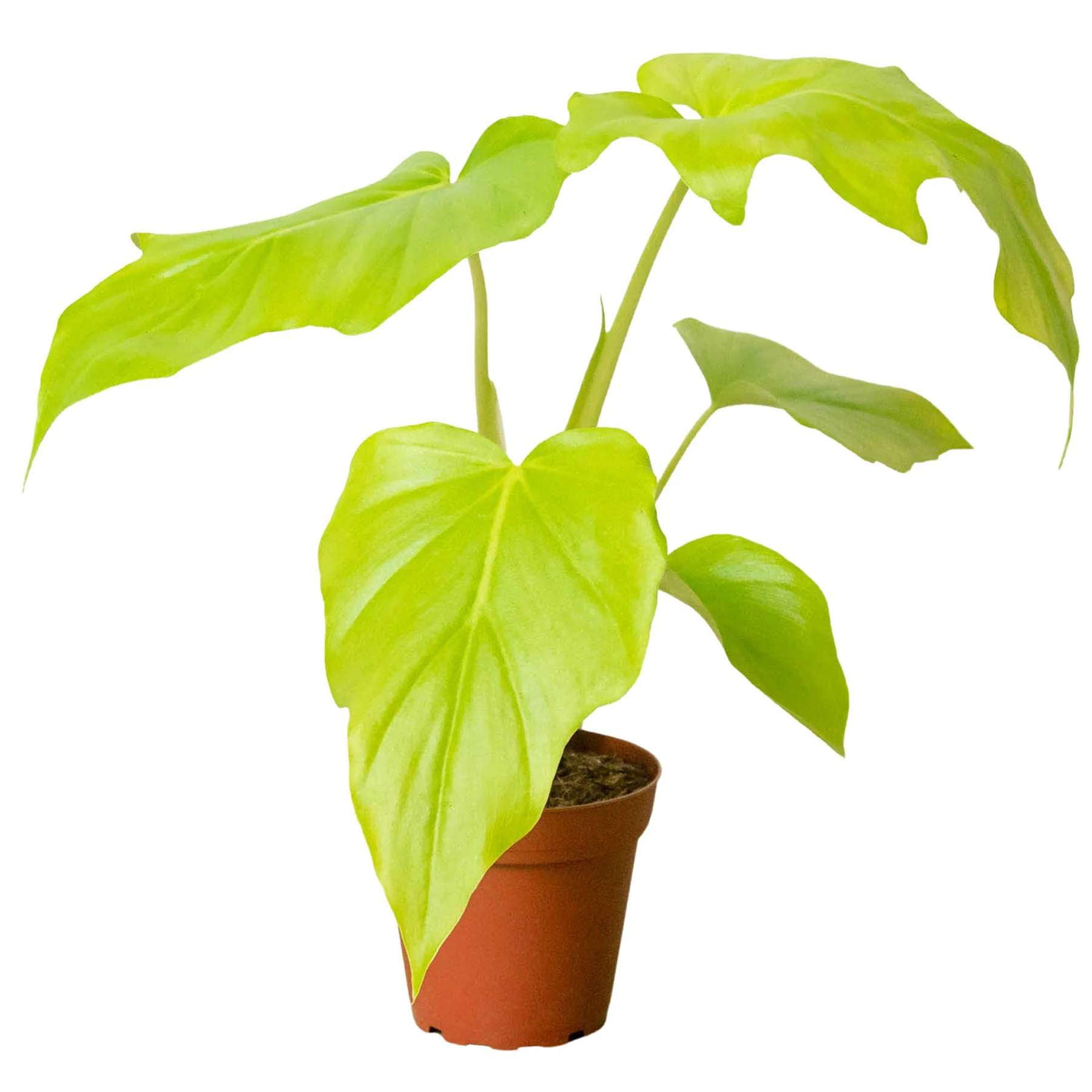Philodendron Warscewiczii Live Plant for Indoor | Different Houseplants ...