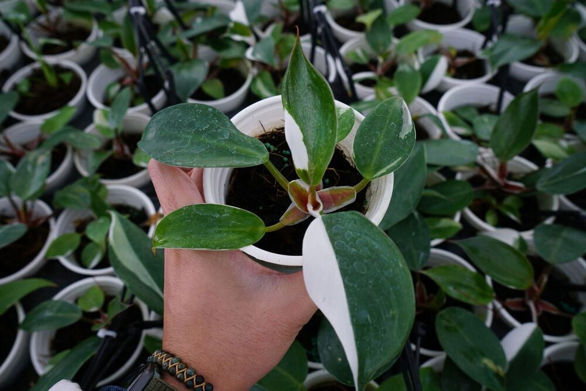 Philodendron White Knight Tissue Culture - A True King Among ...