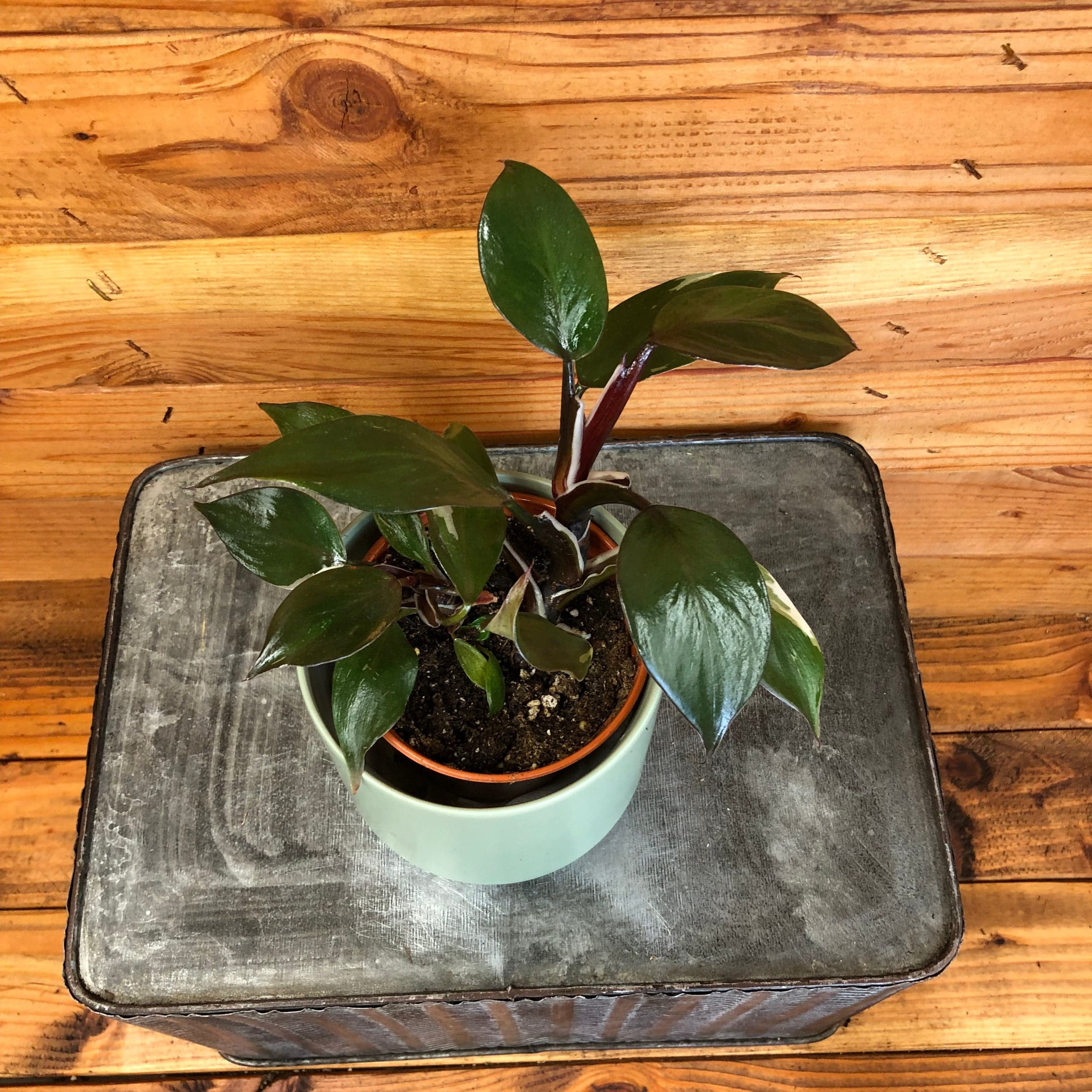 Philodendron White Knight Variegated, 4" Plant, The Plant Farm ...