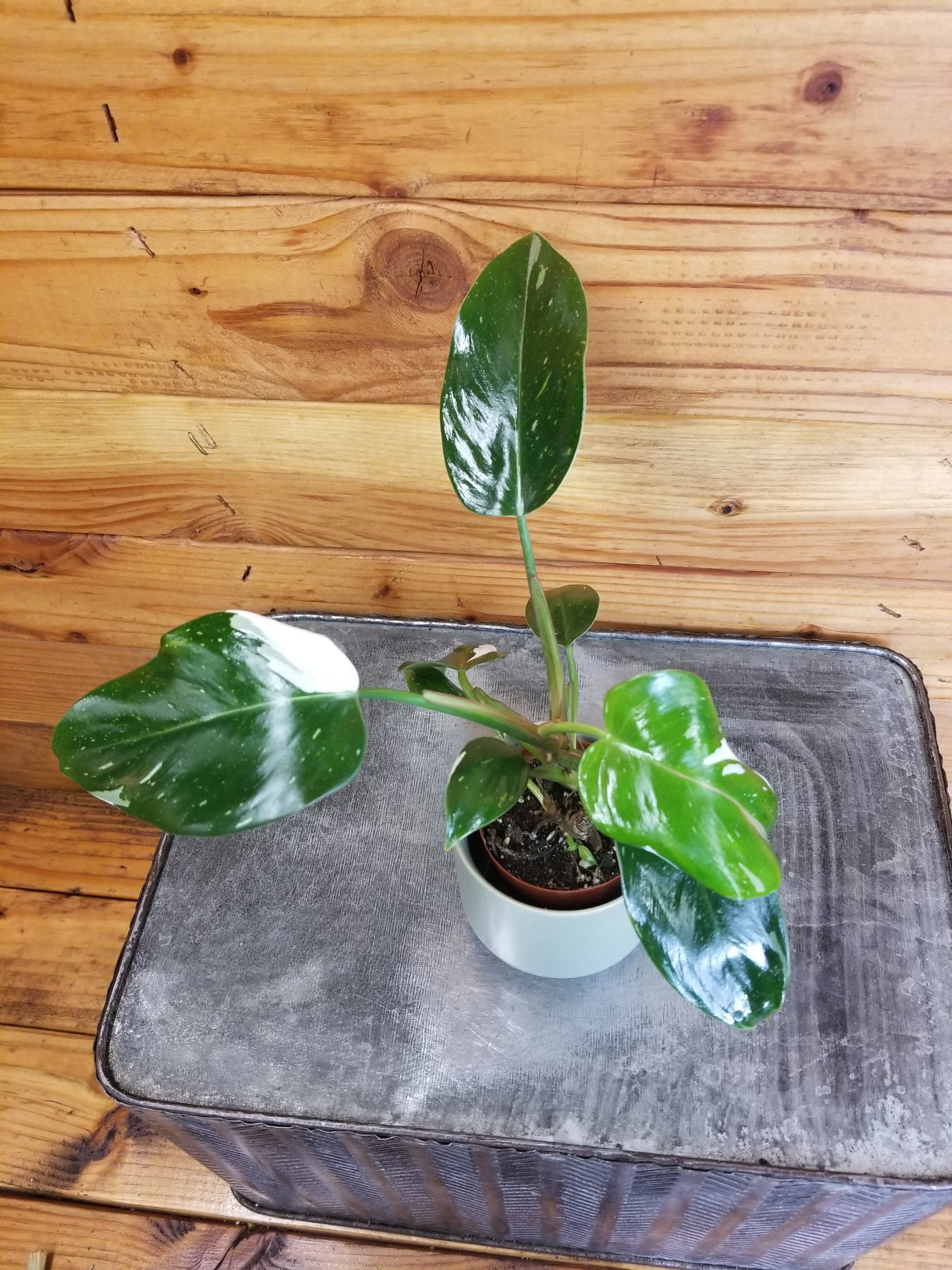 Philodendron White Princess, 2" Plant, The Plant Farm - Walmart.com
