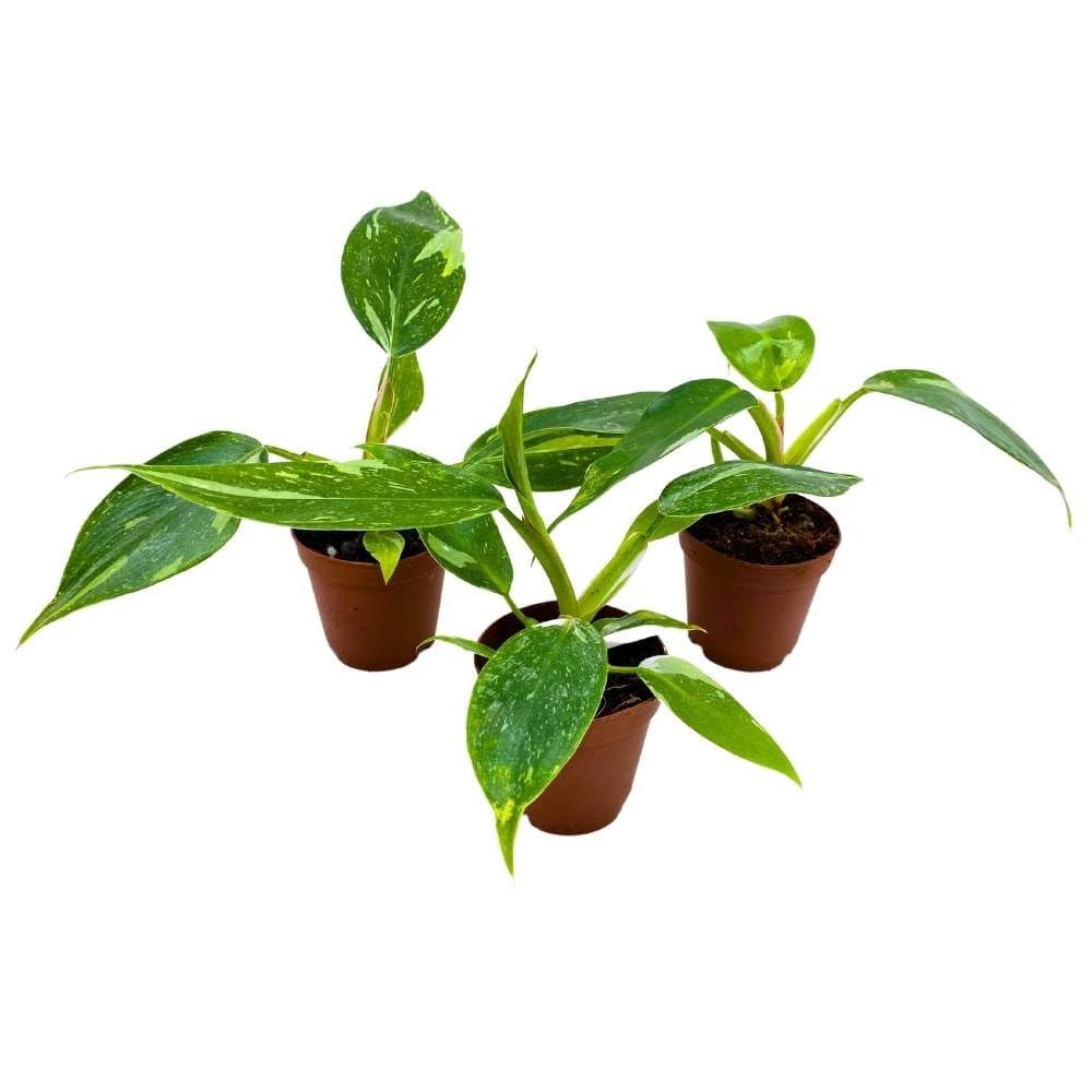 Philodendron White Princess, 2 inch Set of 3, Variegated Philo Tiny ...