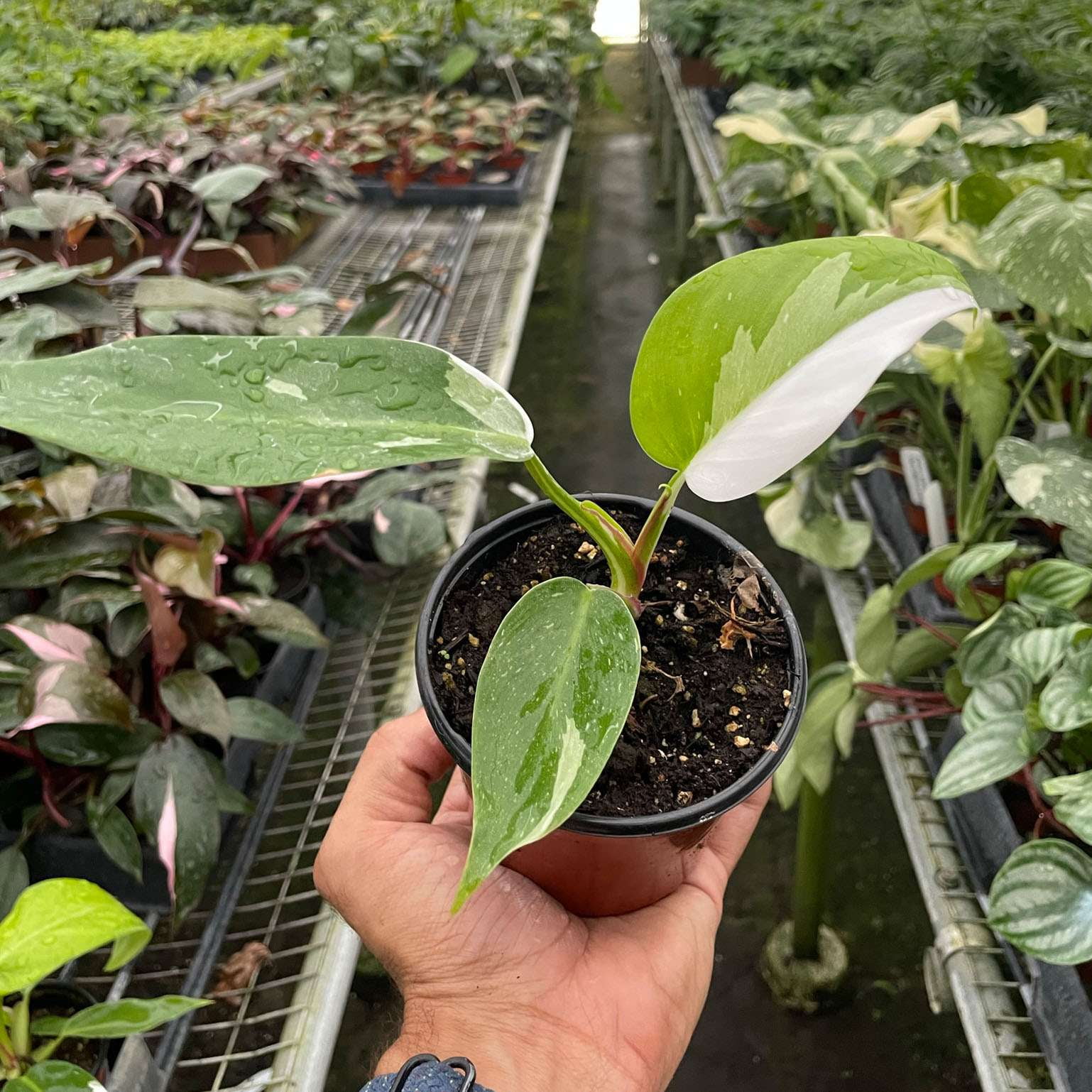 Philodendron White Princess Live Plant for Indoor | Different ...