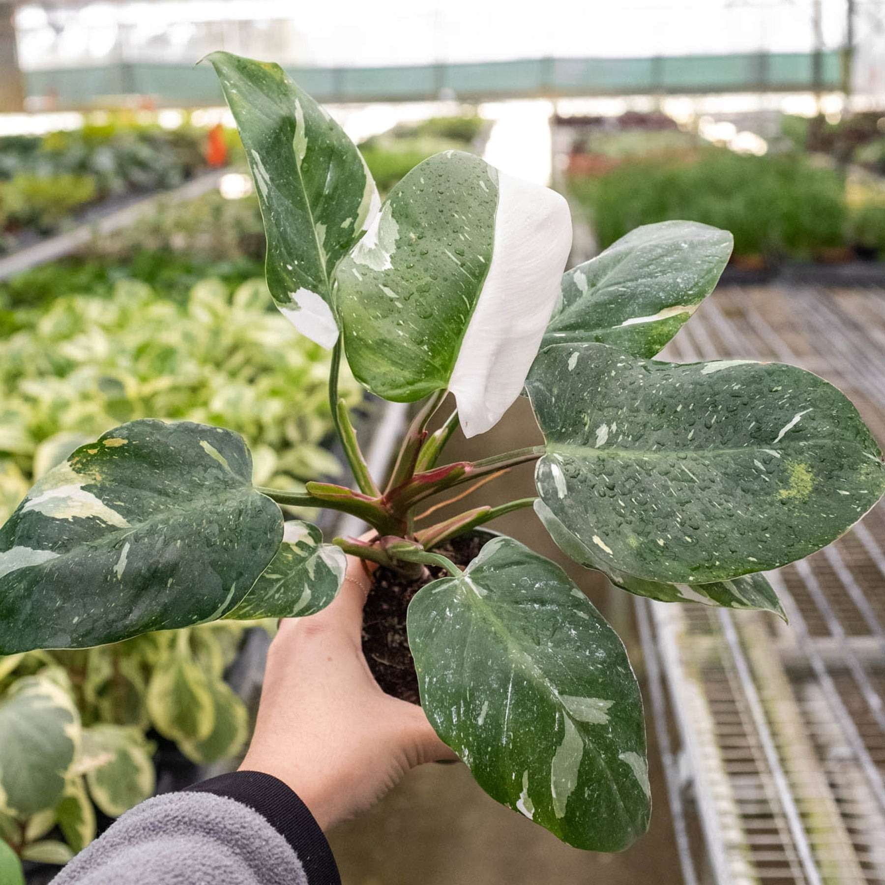 Philodendron White Princess Live Plant for Indoor | Different ...