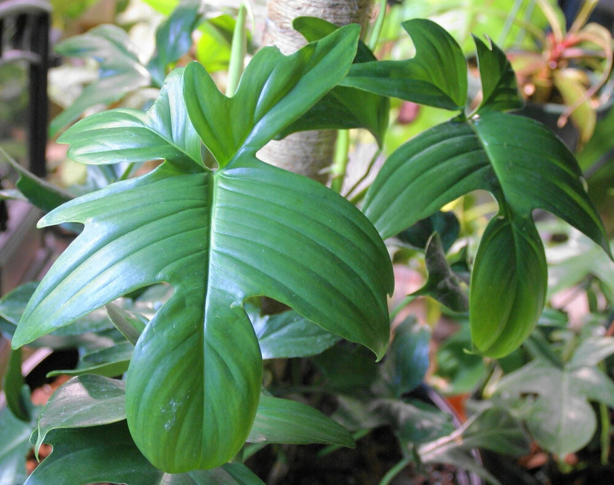 Philodendron pedatum - FREE SHIPPING - 4"-8" Bare root cutting - Lush ...