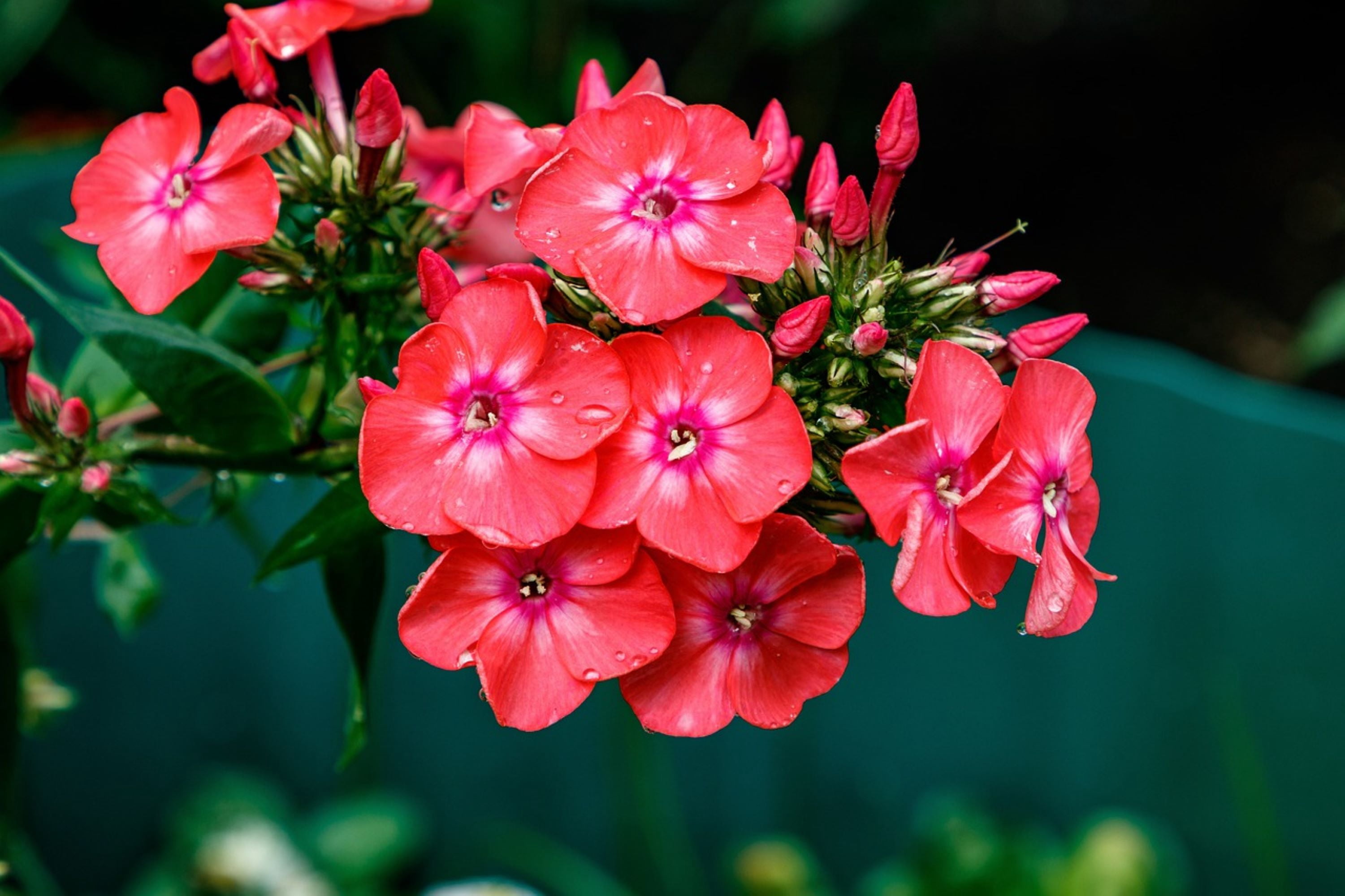 Phlox Annual Mix Seeds/ Perennial/ Full Sun/ 1875 Seeds 1/8 oz ...