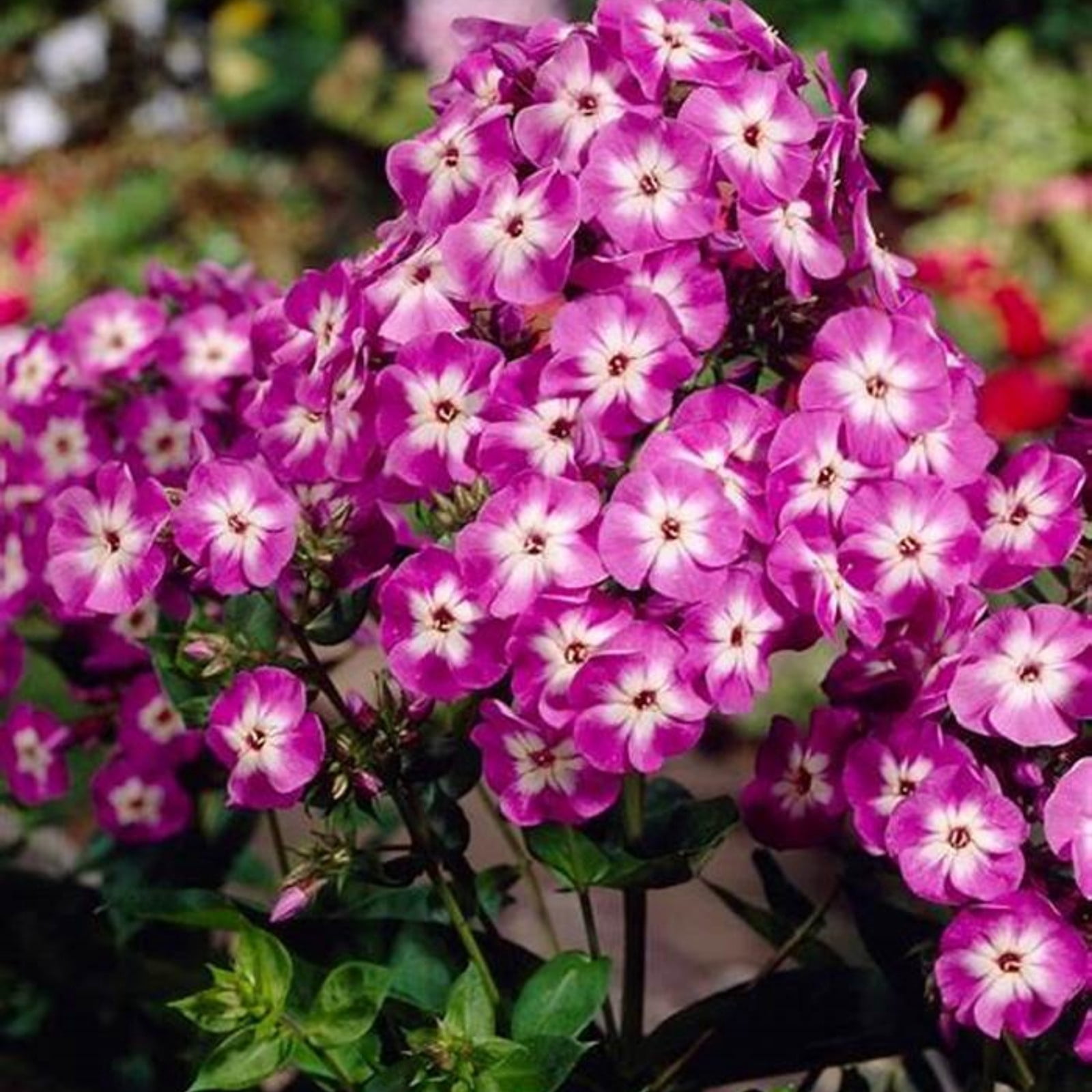 Phlox Bulbs - Attracts Bees Butterflies - A Perennial Plant- Phlox Has ...