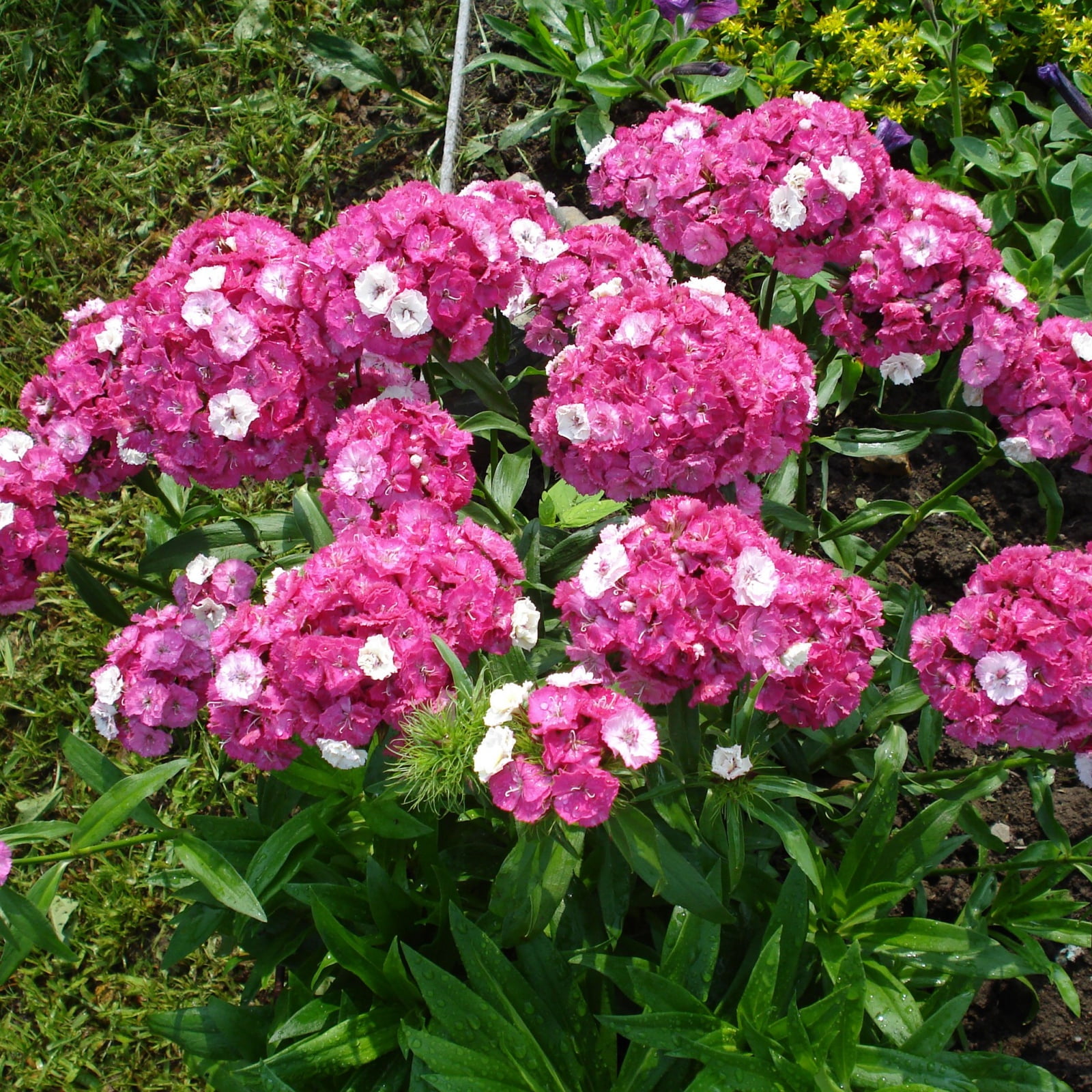 Phlox Bulbs Phlox Is Low Maintenance Phlox Has Beautiful Flower ...