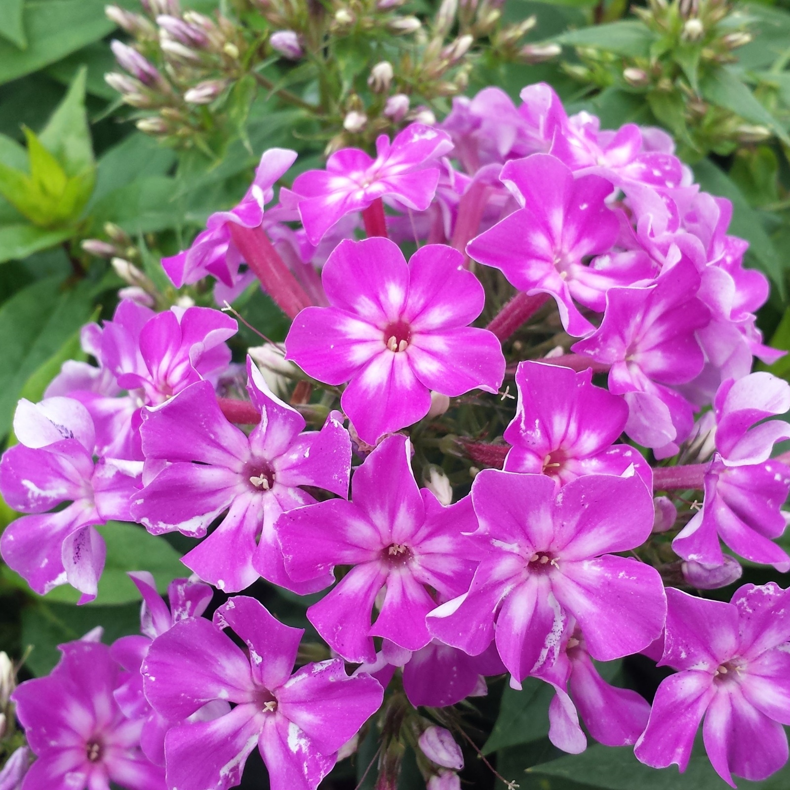 Phlox Bulbs Phlox Is Low Maintenance Phlox Has Beautiful Flower ...