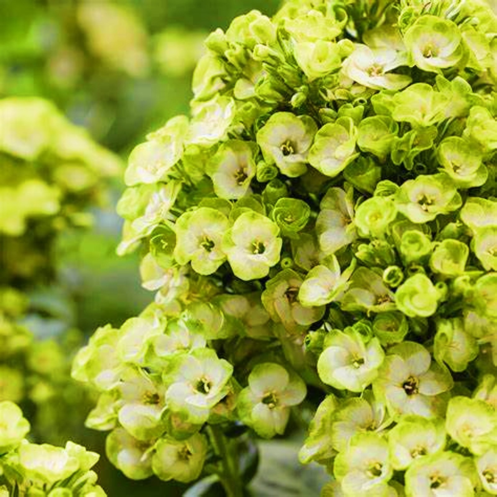 Phlox Bulbs Low Maintenance Phlox Has Beautiful Flower Clusters A Light ...