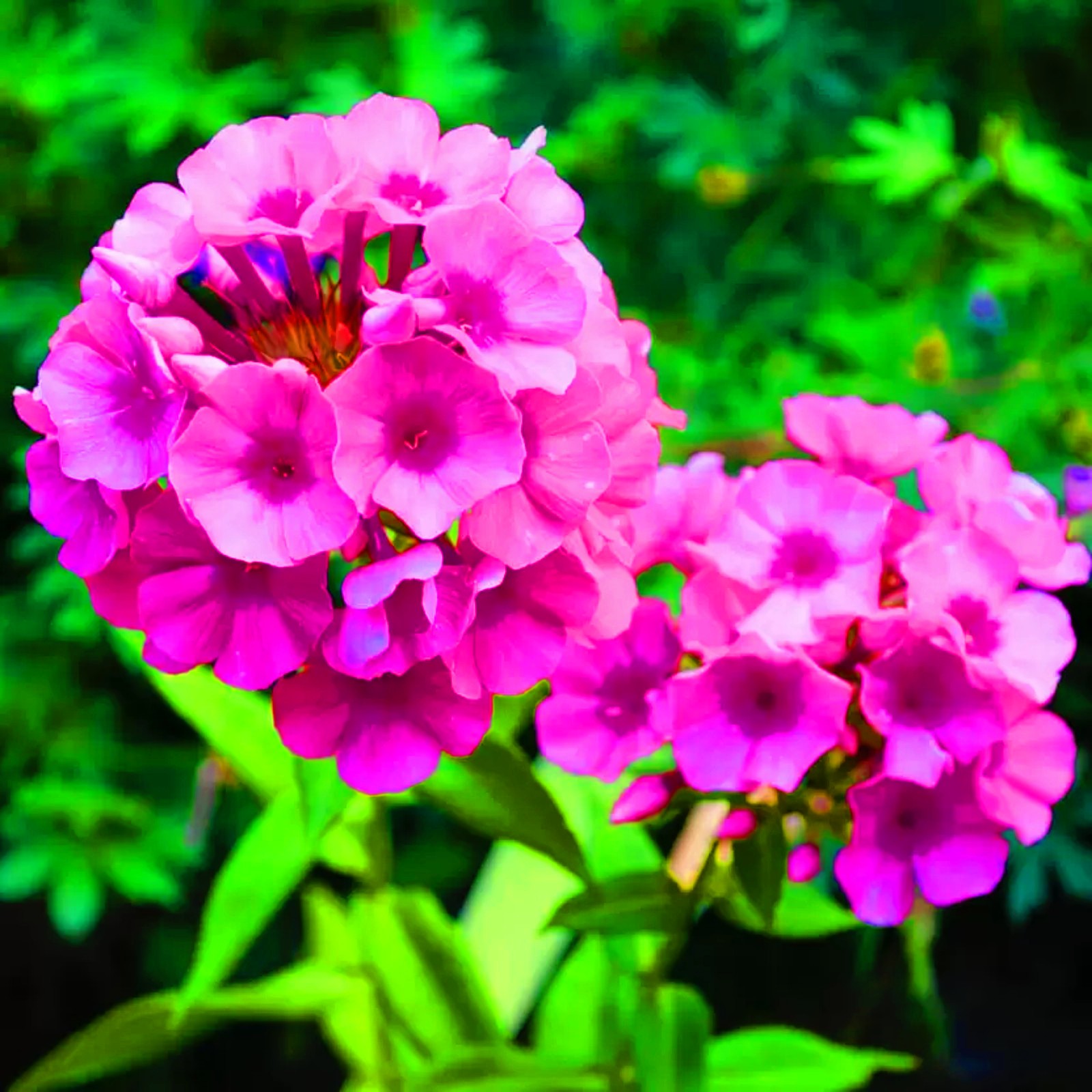 Phlox Bulbs Low Maintenance Phlox Has Beautiful Flower Clusters Phlox ...