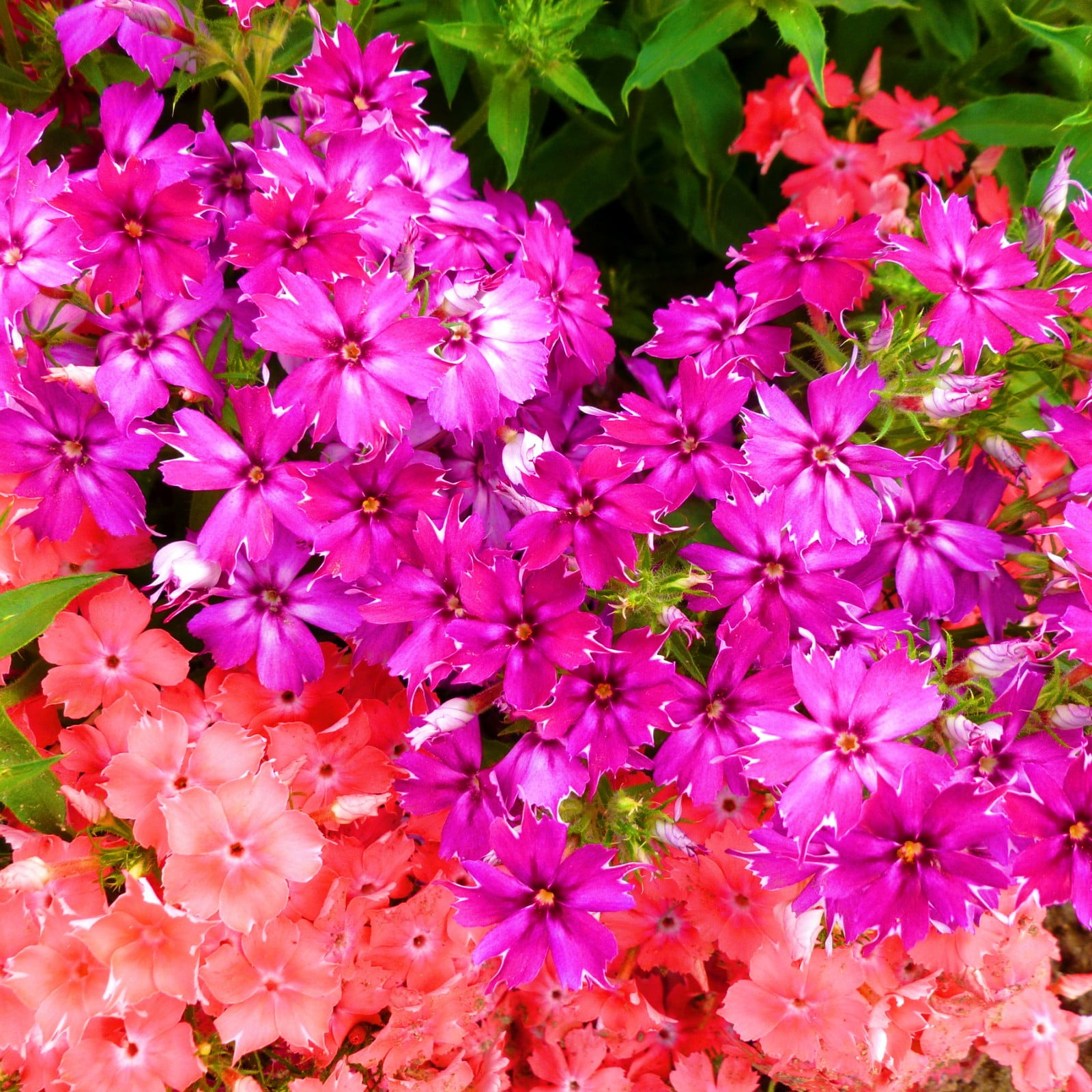 Phlox Bulbs Low Maintenance Phlox Has Beautiful Flower Clusters Phlox ...