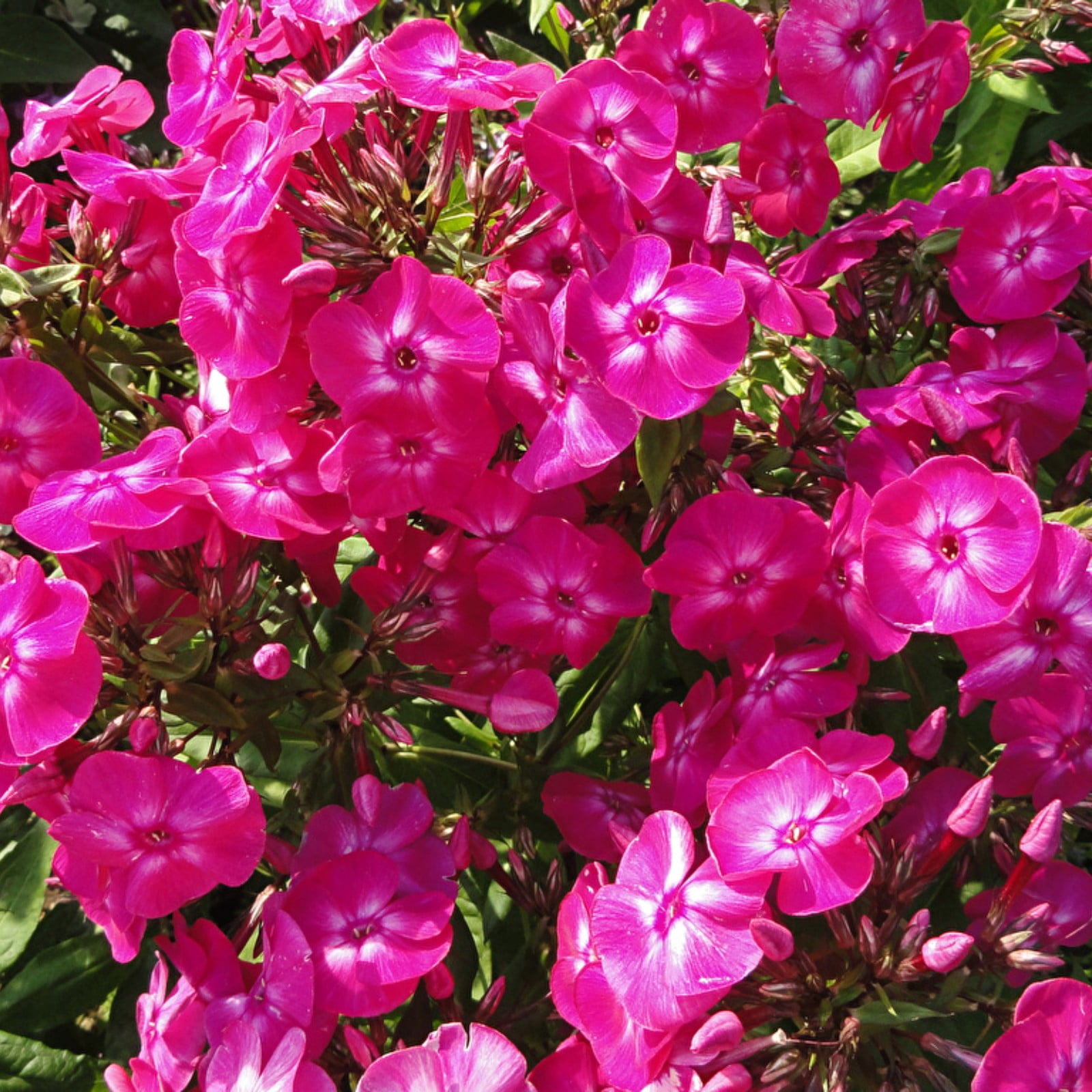 Phlox Bulbs Phlox Has Layers of Flowers That Are Very Beautiful Phlox ...