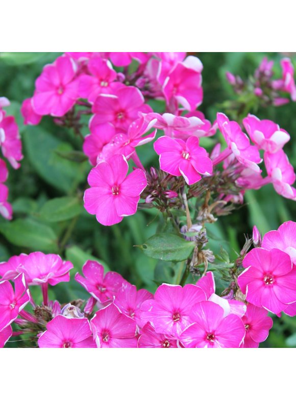 Phlox Plants in Perennials - Walmart.com