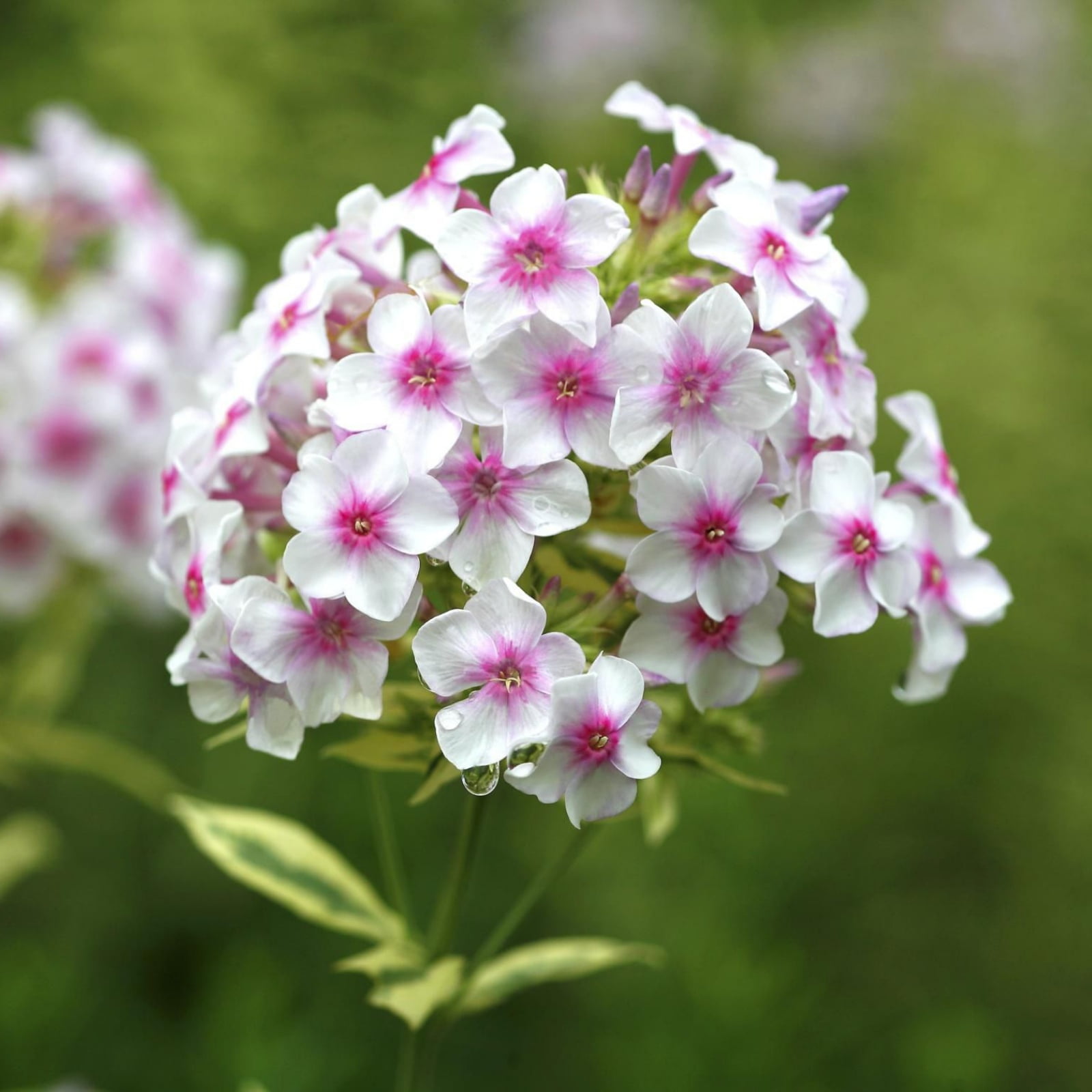 Phlox Bulbs, Summer Flowering, Ground Cover, Perennial Hardy Plant ...