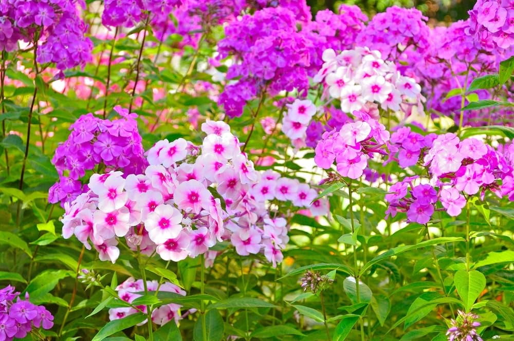 Phlox Flower Plant Seedlings, Stunning Perennial Phlox is a Garden or ...