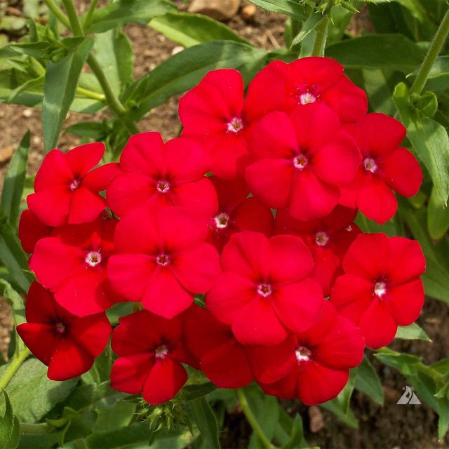 Phlox For Patios And Balconies - Decorate Your Living Space - Perennial ...
