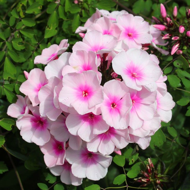 Phlox For Patios And Balconies - Decorate Your Living Space - Perennial ...