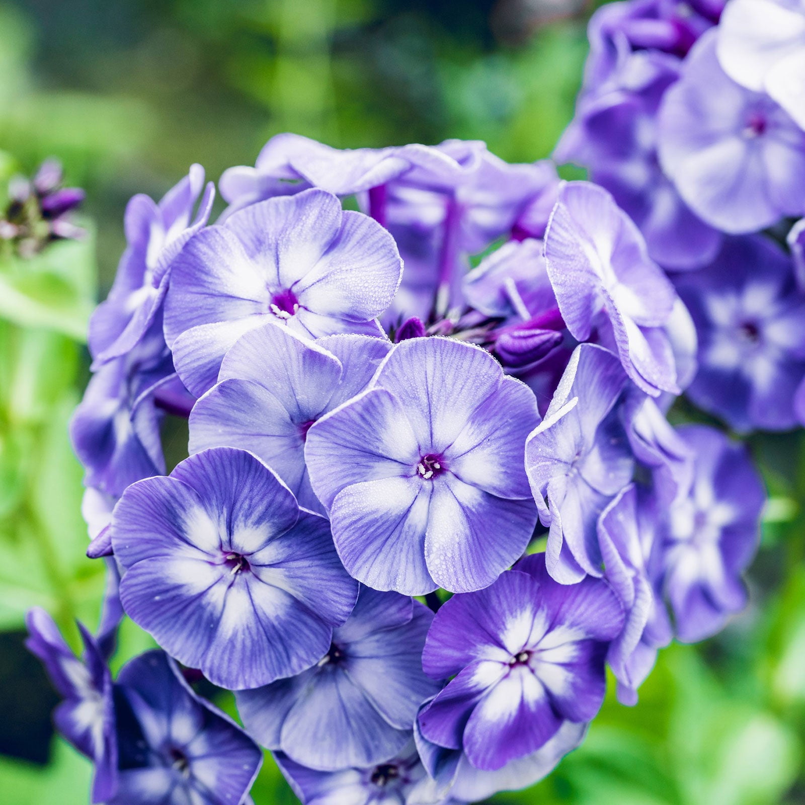 Phlox Roots - Blue Paradise - 9 Roots - Purple Flower Bulbs, Root ...