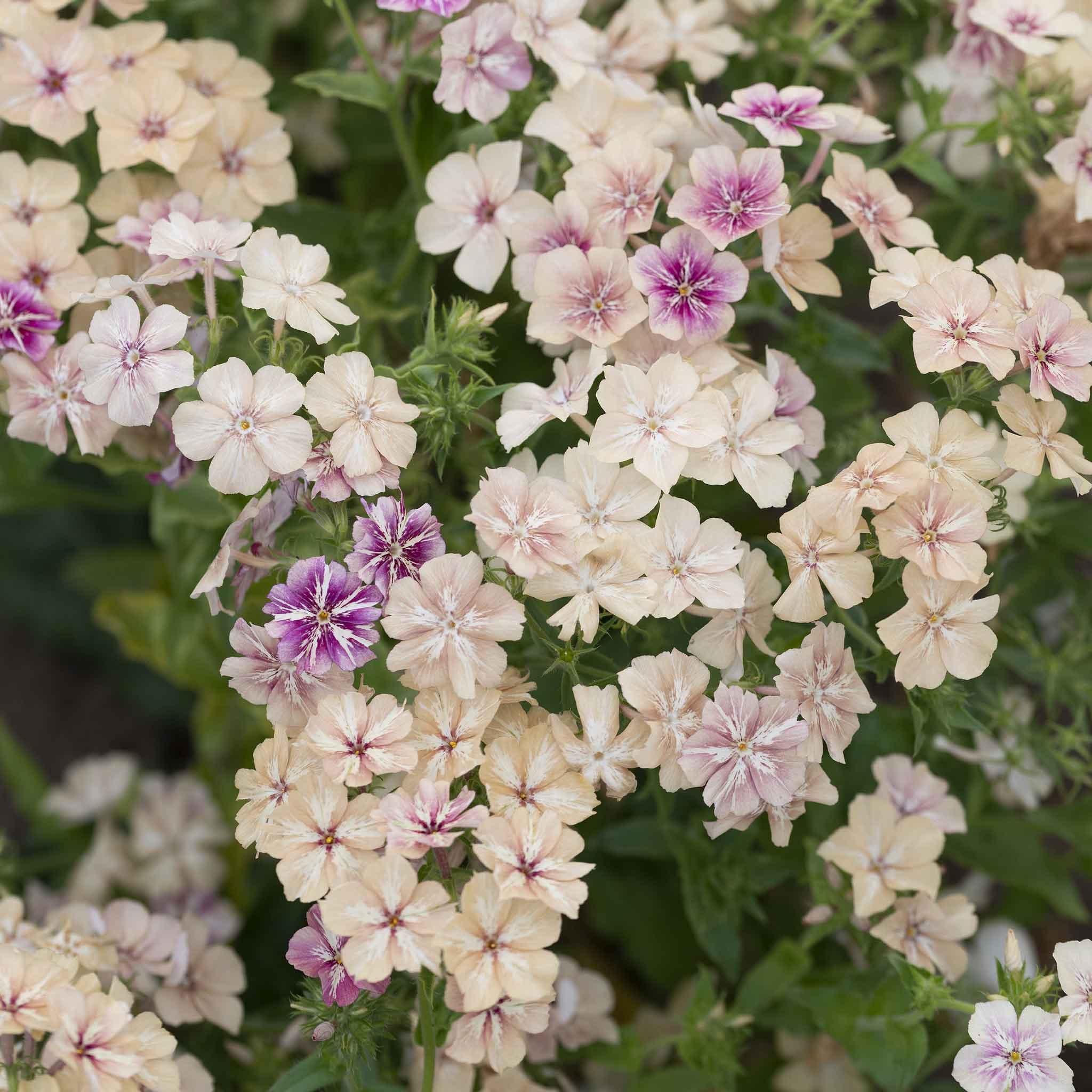 Phlox Seeds - Creme Brulee - Packet - Pink Flower Seeds, Attracts Bees ...