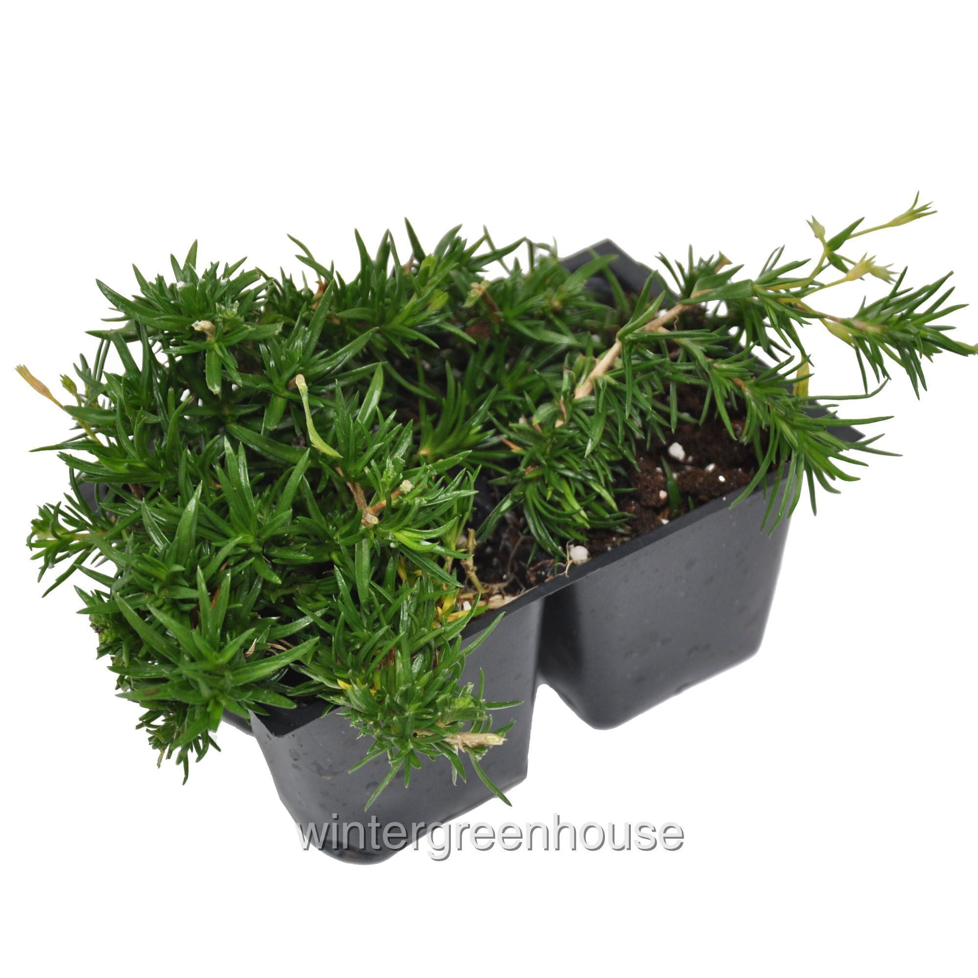 Emerald Blue Creeping Phlox Subulata - Easy Grow, Free Shipping, 4x Pot ...