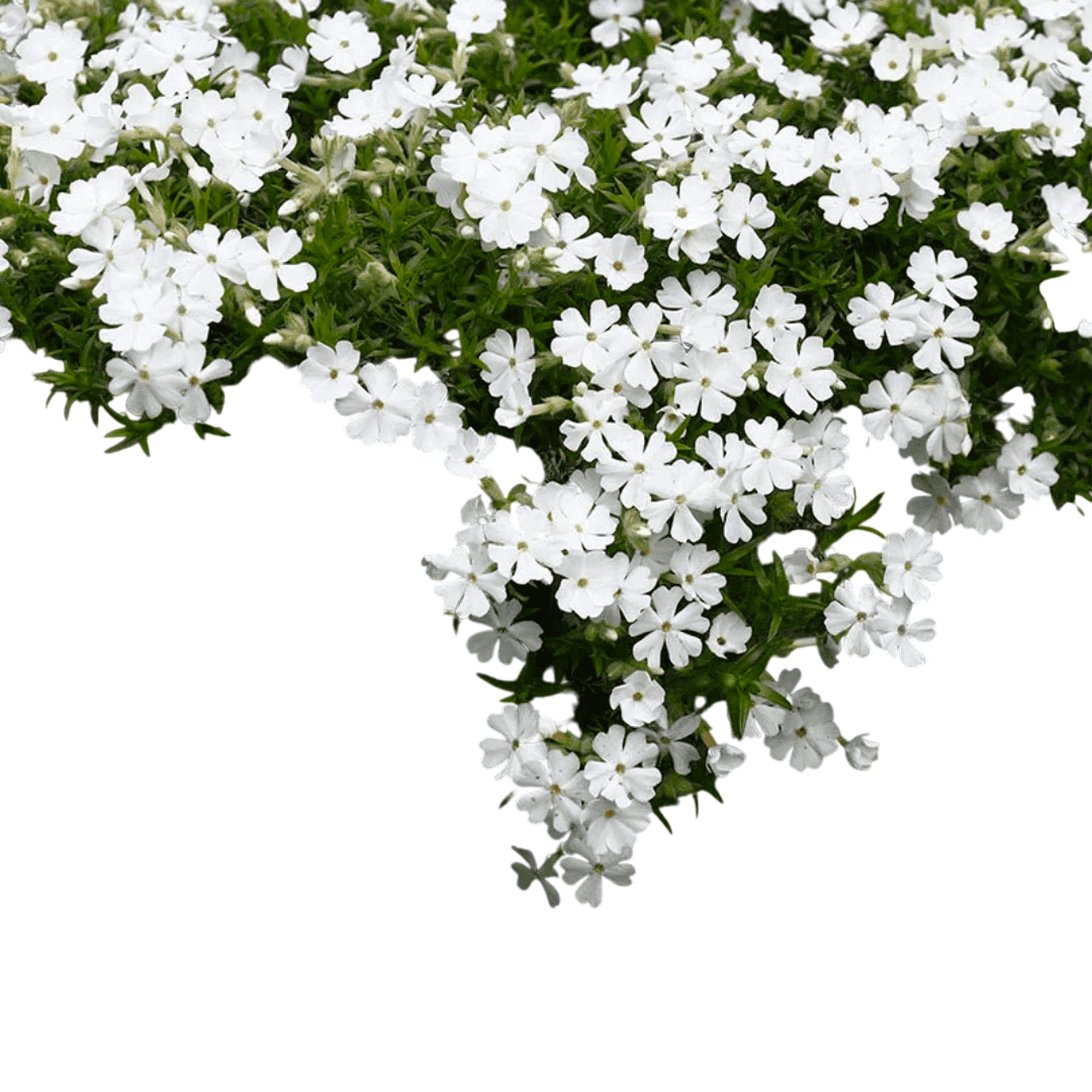 Phlox subulata ‘Snowflake’ White Creeping Phlox – Low-Growing Perennial ...