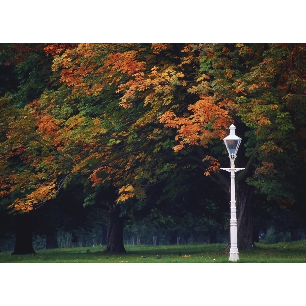 Phoenix Park Dublin Co Dublin Ireland; Lamppost In A Park Poster Print ...