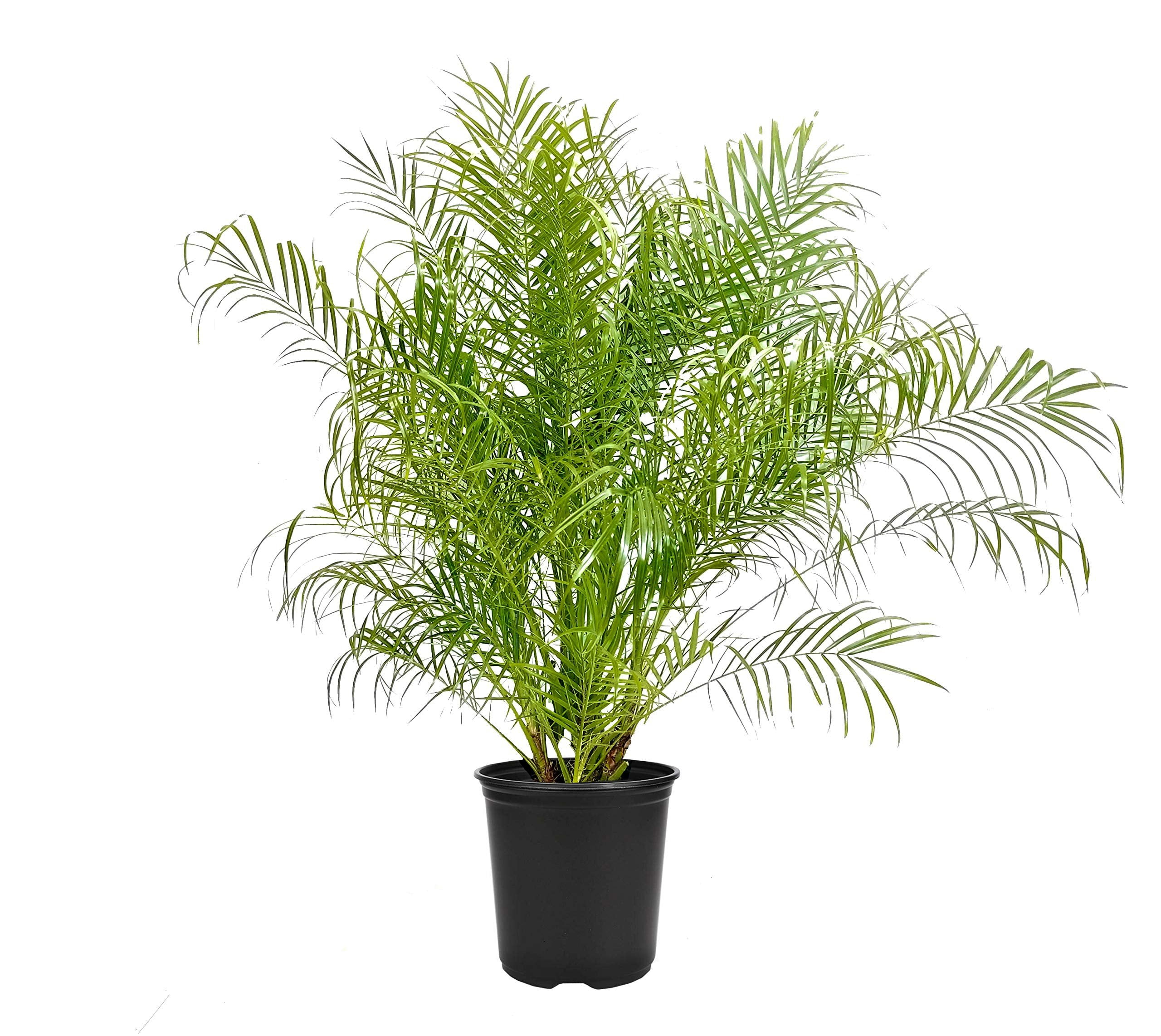 Florida Foliage Pygmy Date Palm, Miniature Phoenix Roebelenii, Large ...