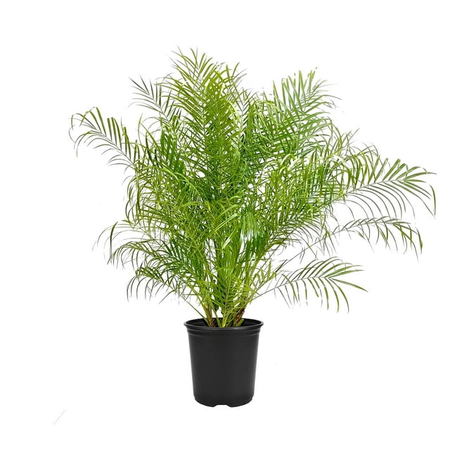 Florida Foliage Pygmy Date Palm, Miniature Phoenix Roebelenii, Large ...