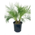 Phoenix Roebellini Pygmy Date Palm - Live Plant in a 3 Gallon Growers ...