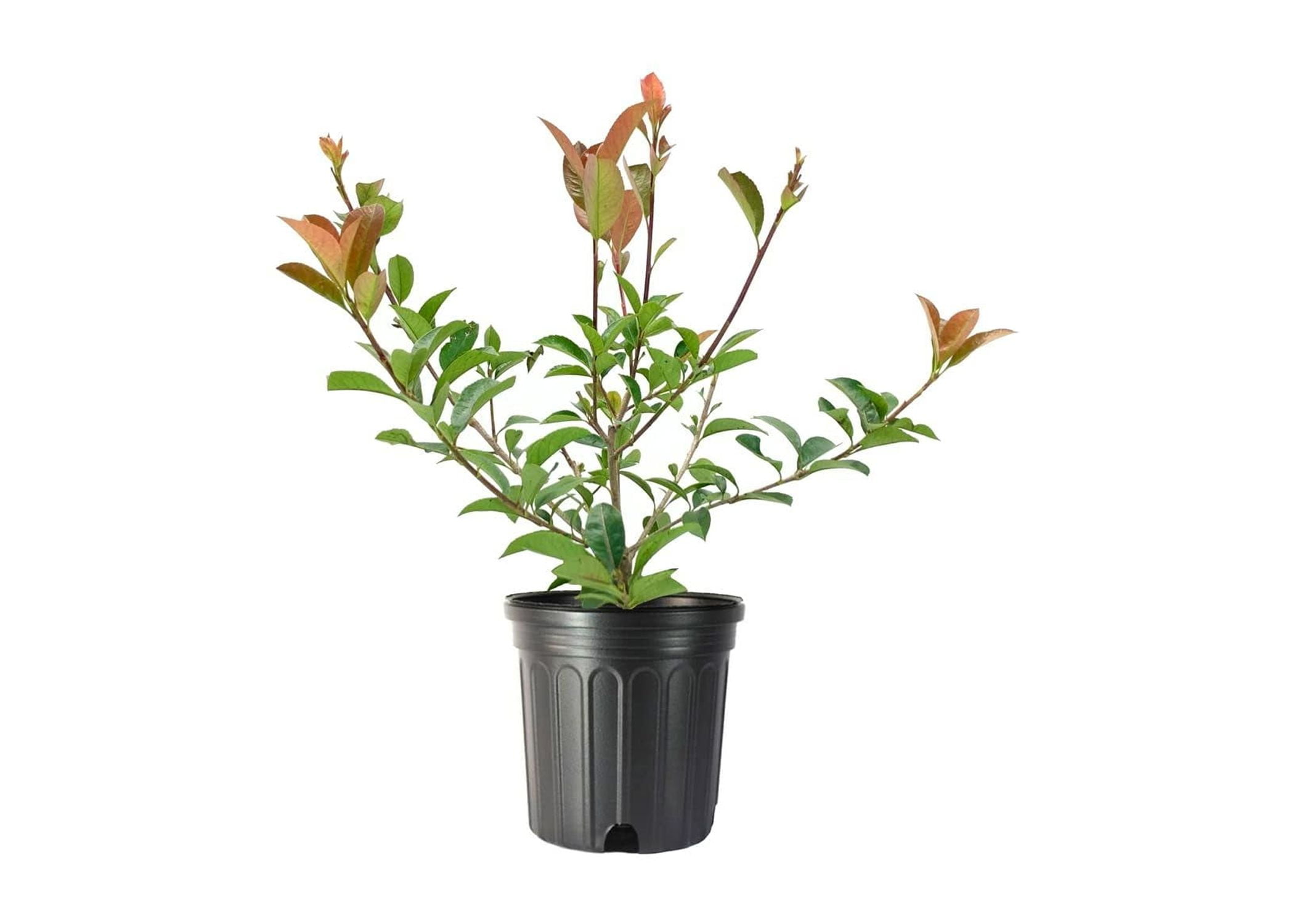 Florida Foliage's Photinia Red Tip - Large Gallon Size Evergreen ...