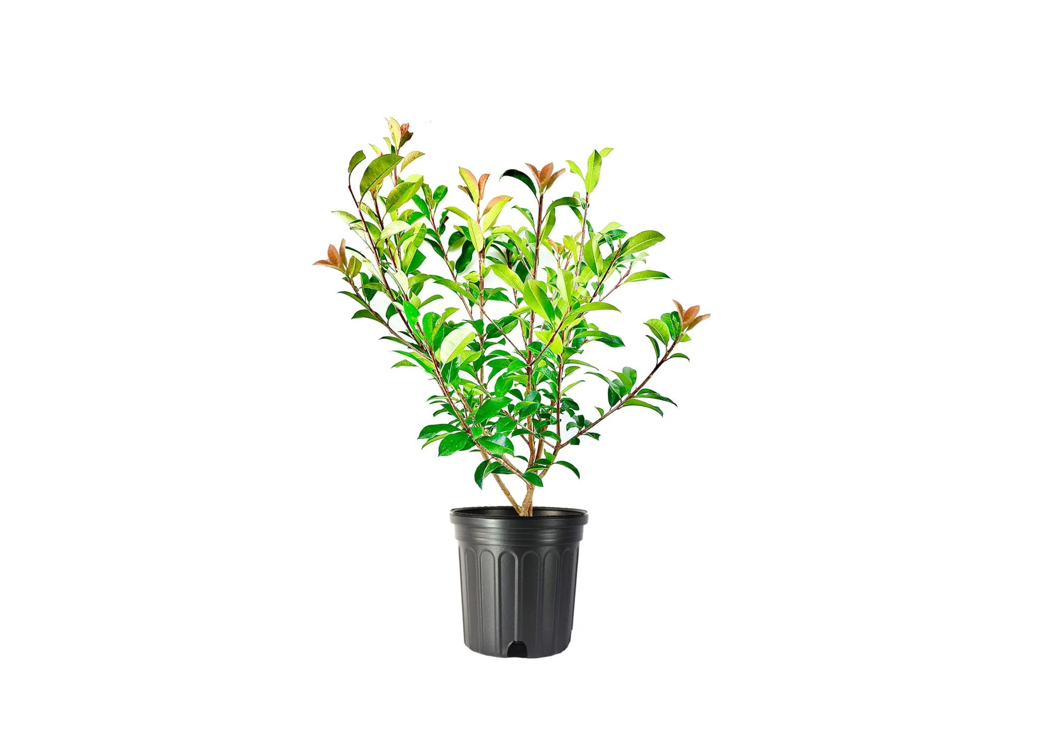 Photinia Red Tip 2 Extra Large 3 Gallon Plants Photinia x Fraseri ...