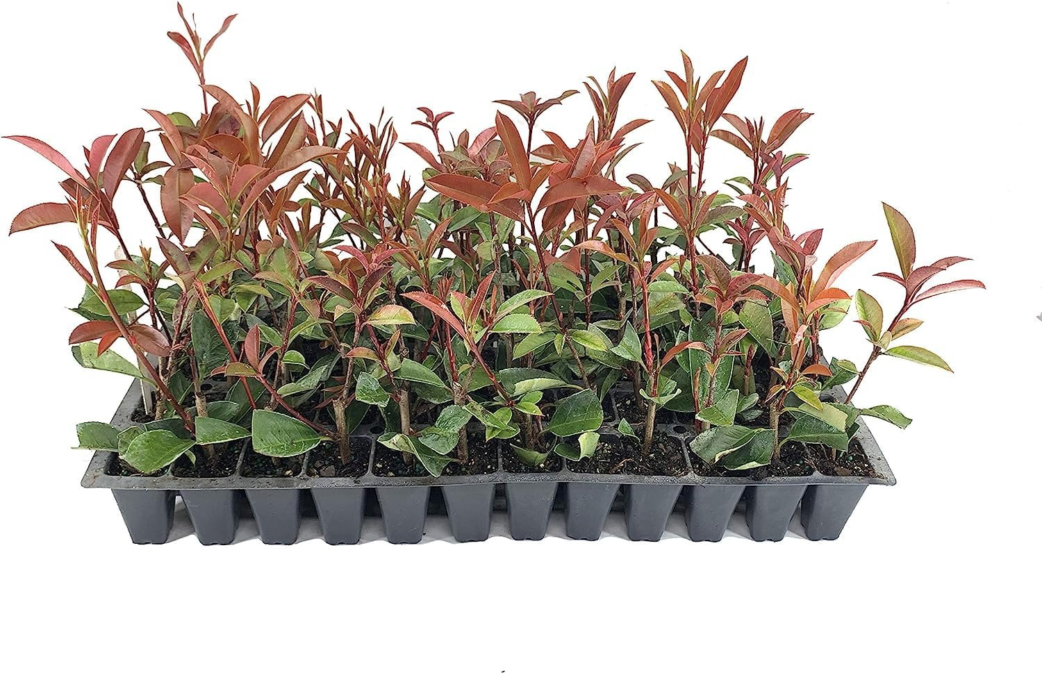 Photinia Red Tip - 20 Live Plants - Photinia x Fraseri - Evergreen ...