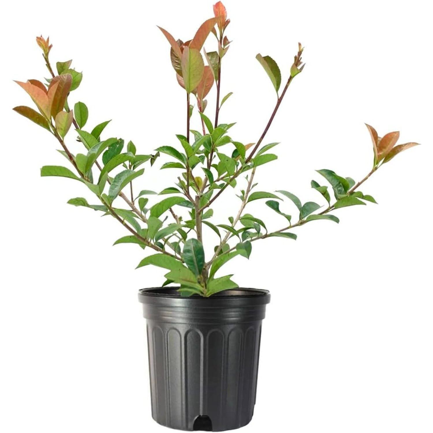 Photinia Red Tip | 3 Large Gallon Size Plants | Photinia x Fraseri ...