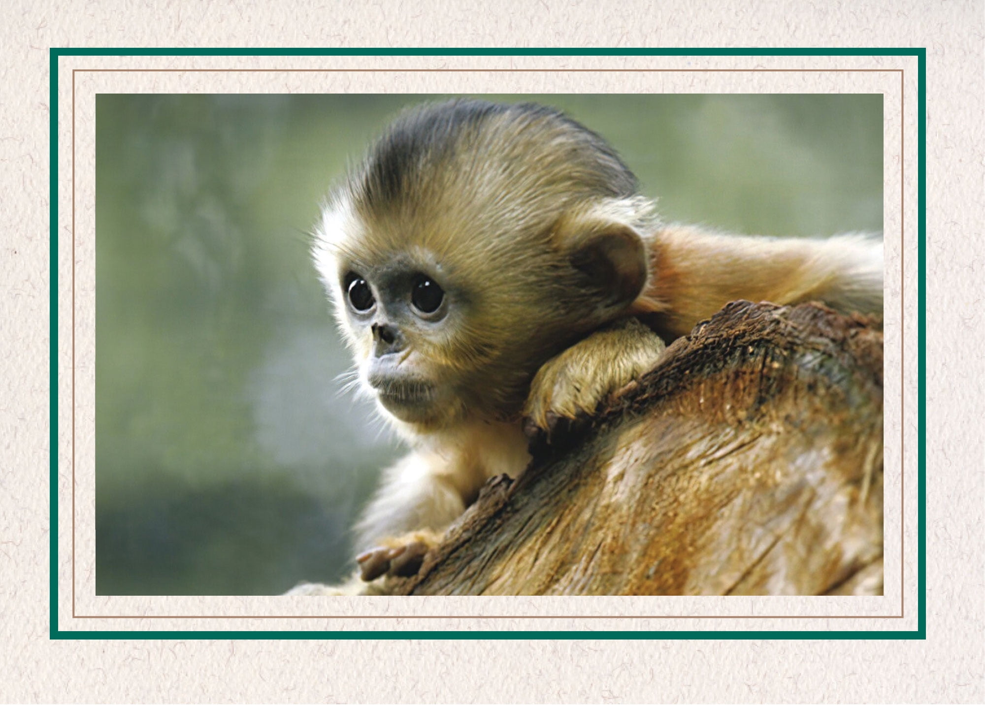 Photo Insert Card, Cardstock with Double Border, Set of 10 for 4x6 ...