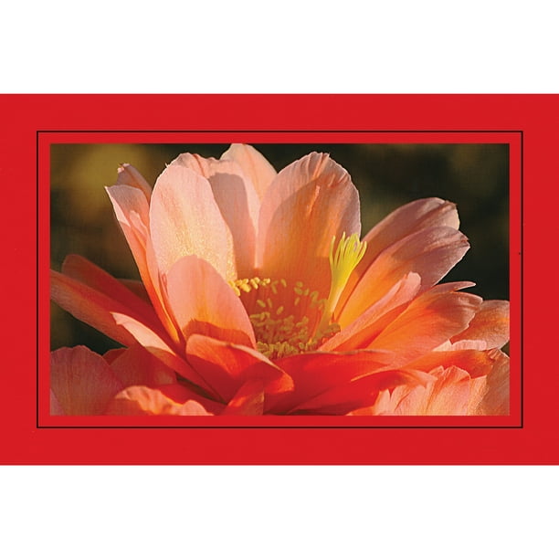 Photo Insert Card, Cardstock with Single Border, Set of 10 for 4x6 ...