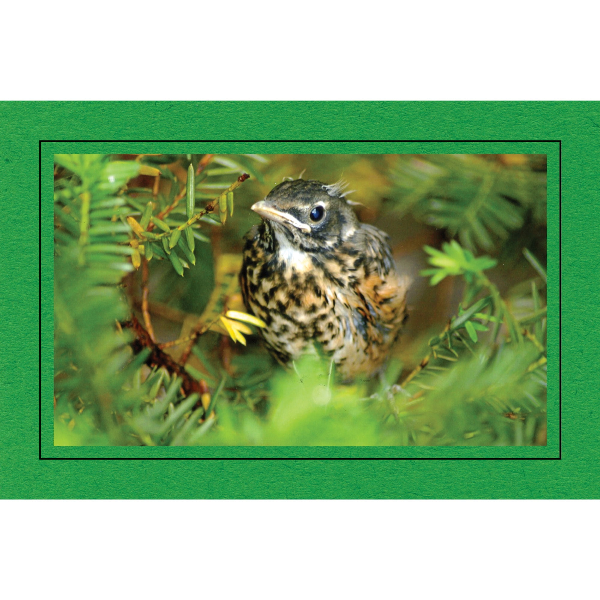 Photo Insert Card, Cardstock with Single Border, Set of 10 for 4x6 ...