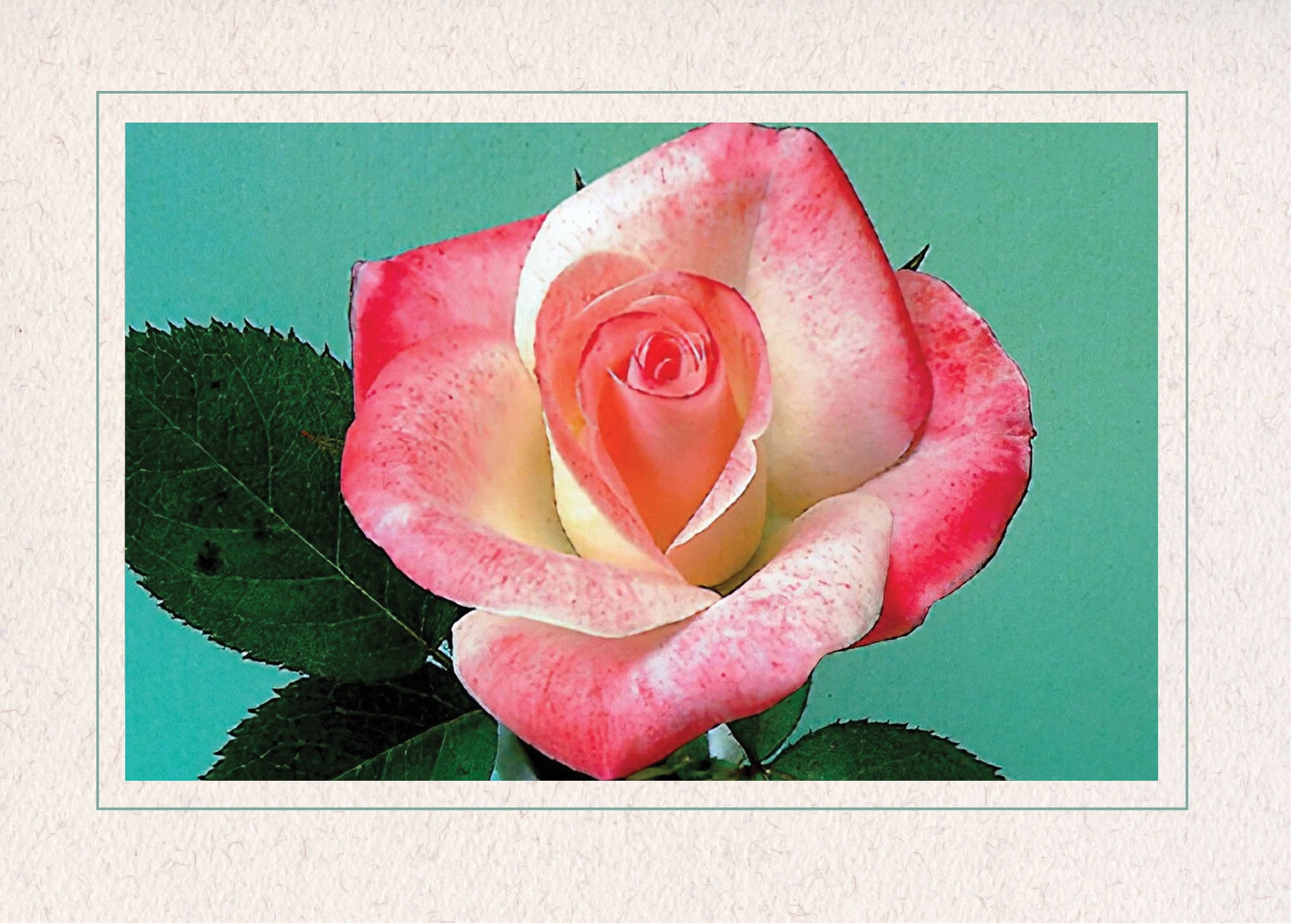 Photo Insert Card, Cardstock with Single Border, Set of 10 for 4x6 ...