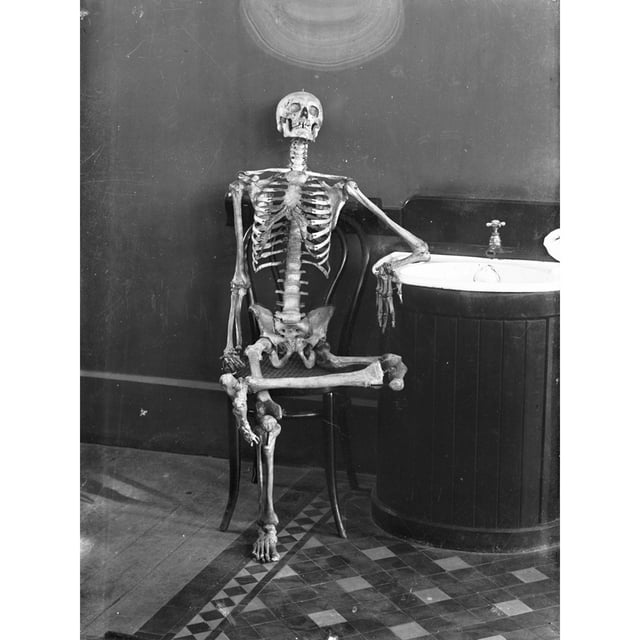 Photo Portrait Human Skeleton Sitting Chair Bizarre Extra Large XL Wall ...
