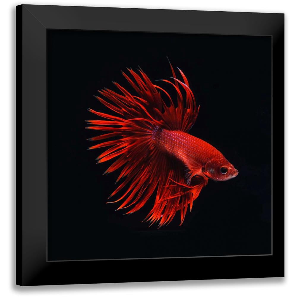 PhotoINC Studio 20x20 Black Modern Framed Museum Art Print Titled - Red ...