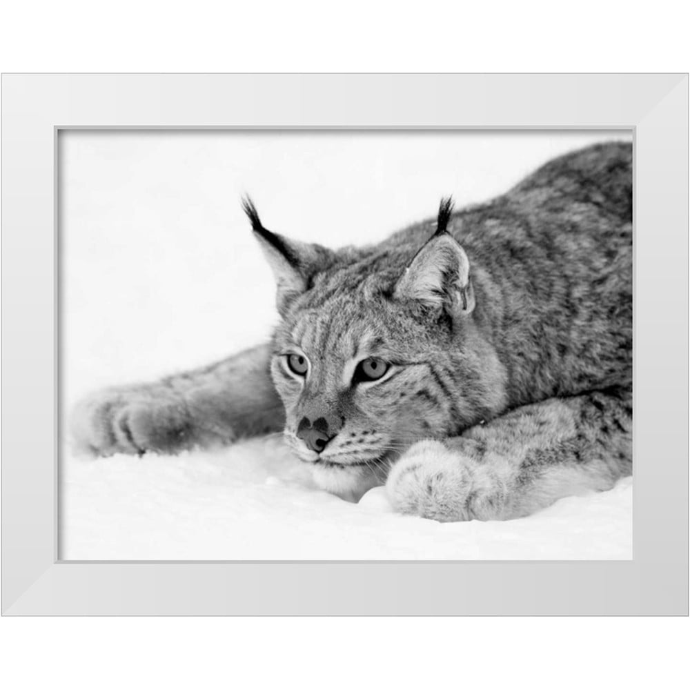 PhotoINC Studio 32x25 White Modern Wood Framed Museum Art Print Titled ...