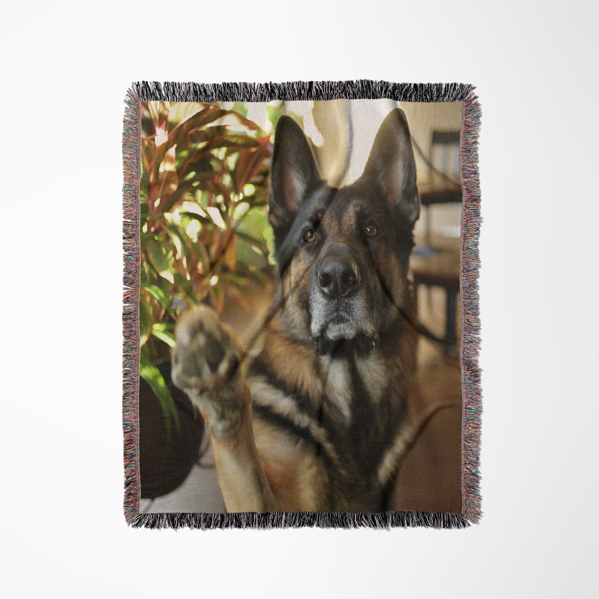 Photograph Of A Regal German Shepherd Dog Offering A Paw To Shake ...