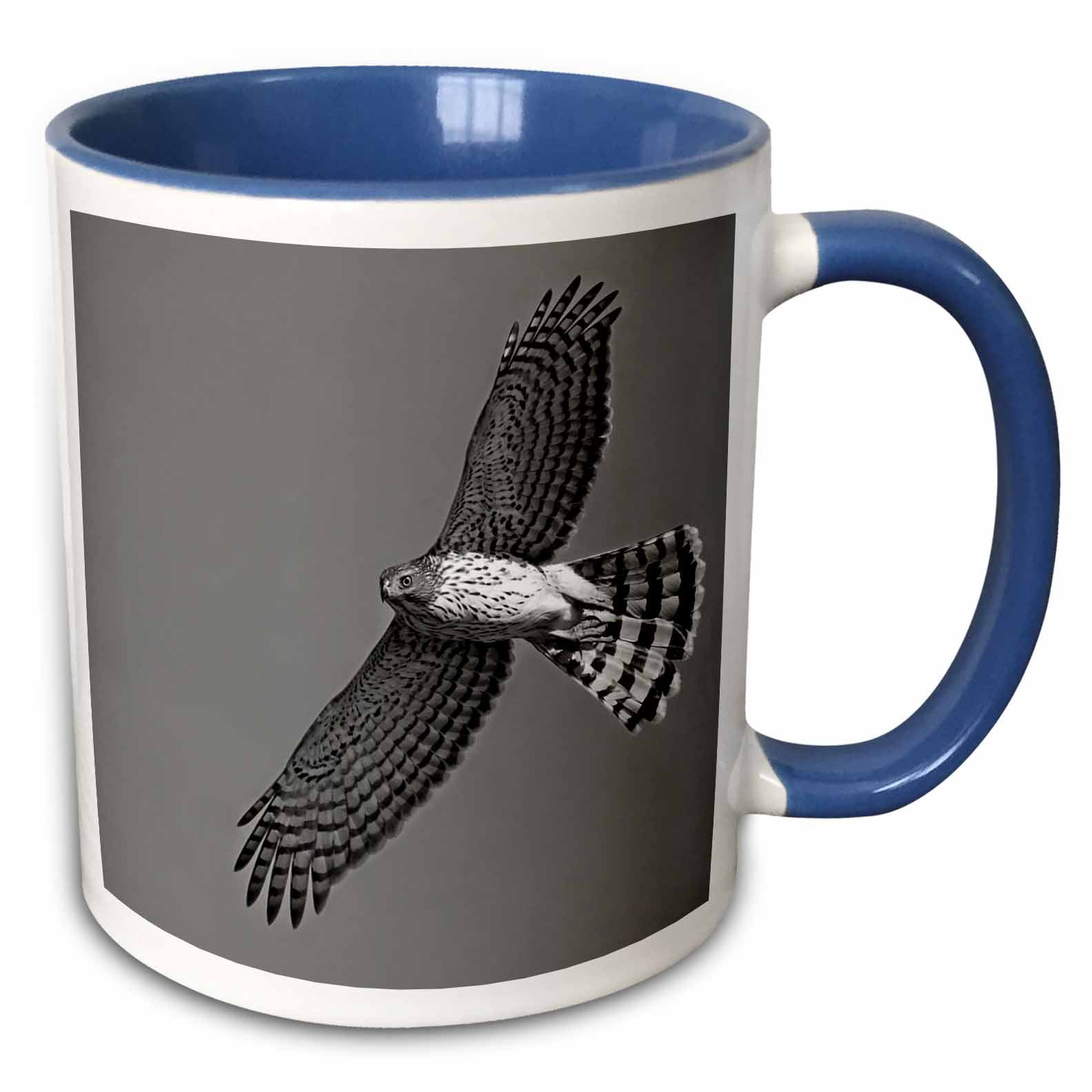 3drose, Photograph of Coopers Hawk in Flight in Search of Its Next Meal ...