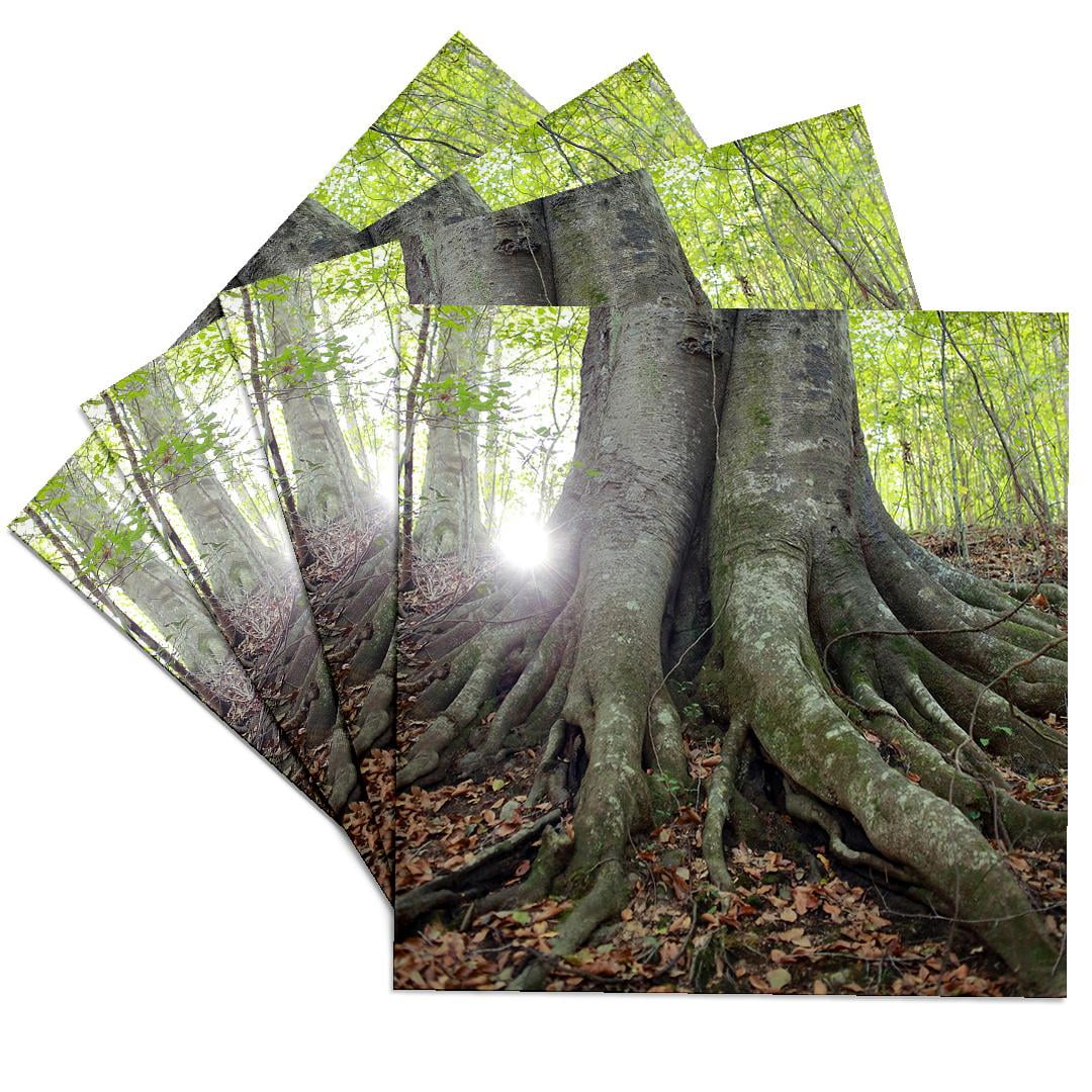 3drose, Photograph of the Roots of a Giant Beech Tree in the Woods ...