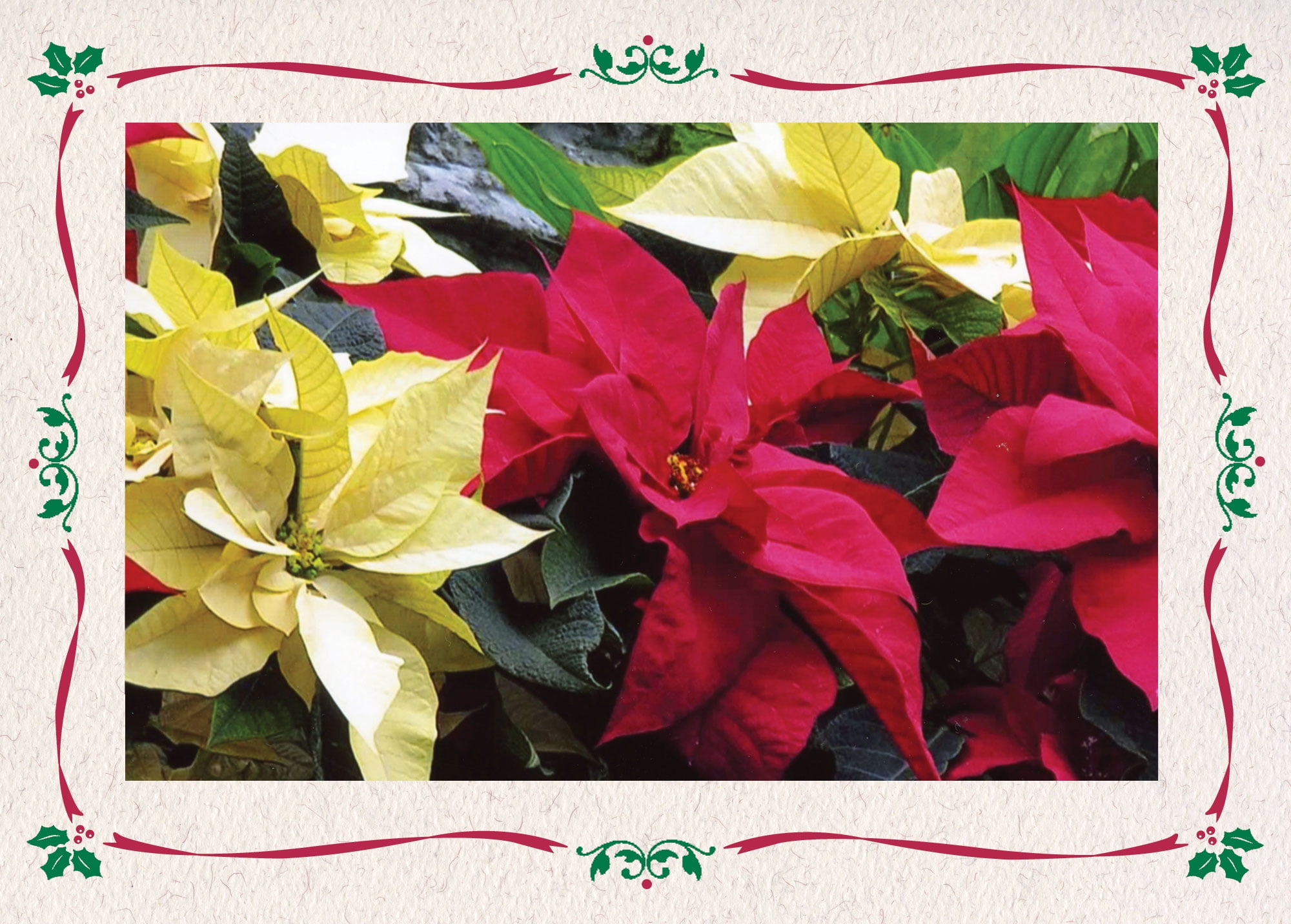 Photographer's Edge, Photo Insert Card, Natural with Holiday Border ...